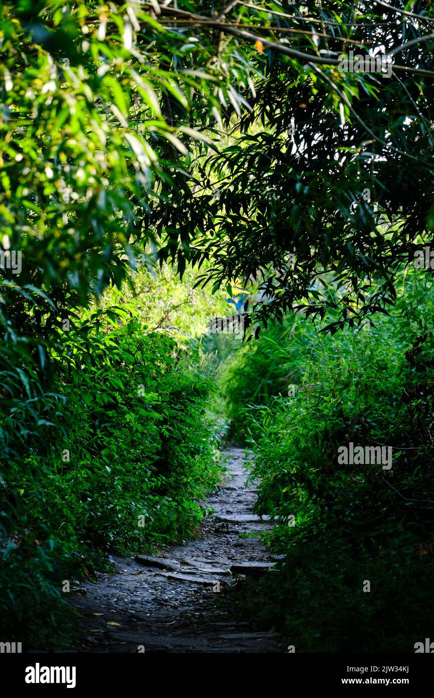 Forest path through dense green vegetation coming out shady forest into ...