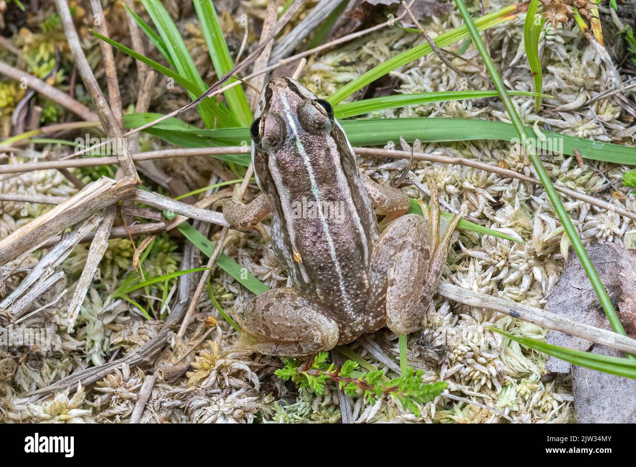 Pool frog (Pelophylax lessonae) on land close to a pond, Hampshire ...