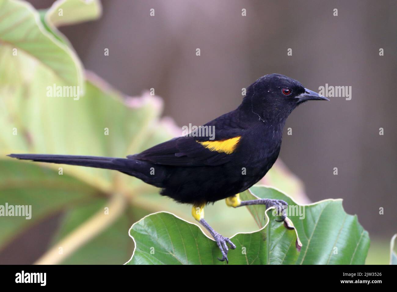 Variable oriole hi-res stock photography and images - Alamy