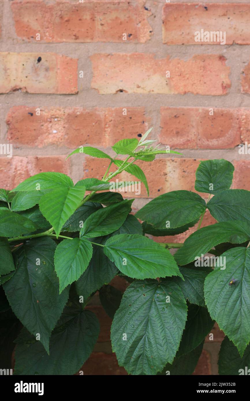 Leafy summer raspberry plants growing in the kitchen garden Stock Photo ...