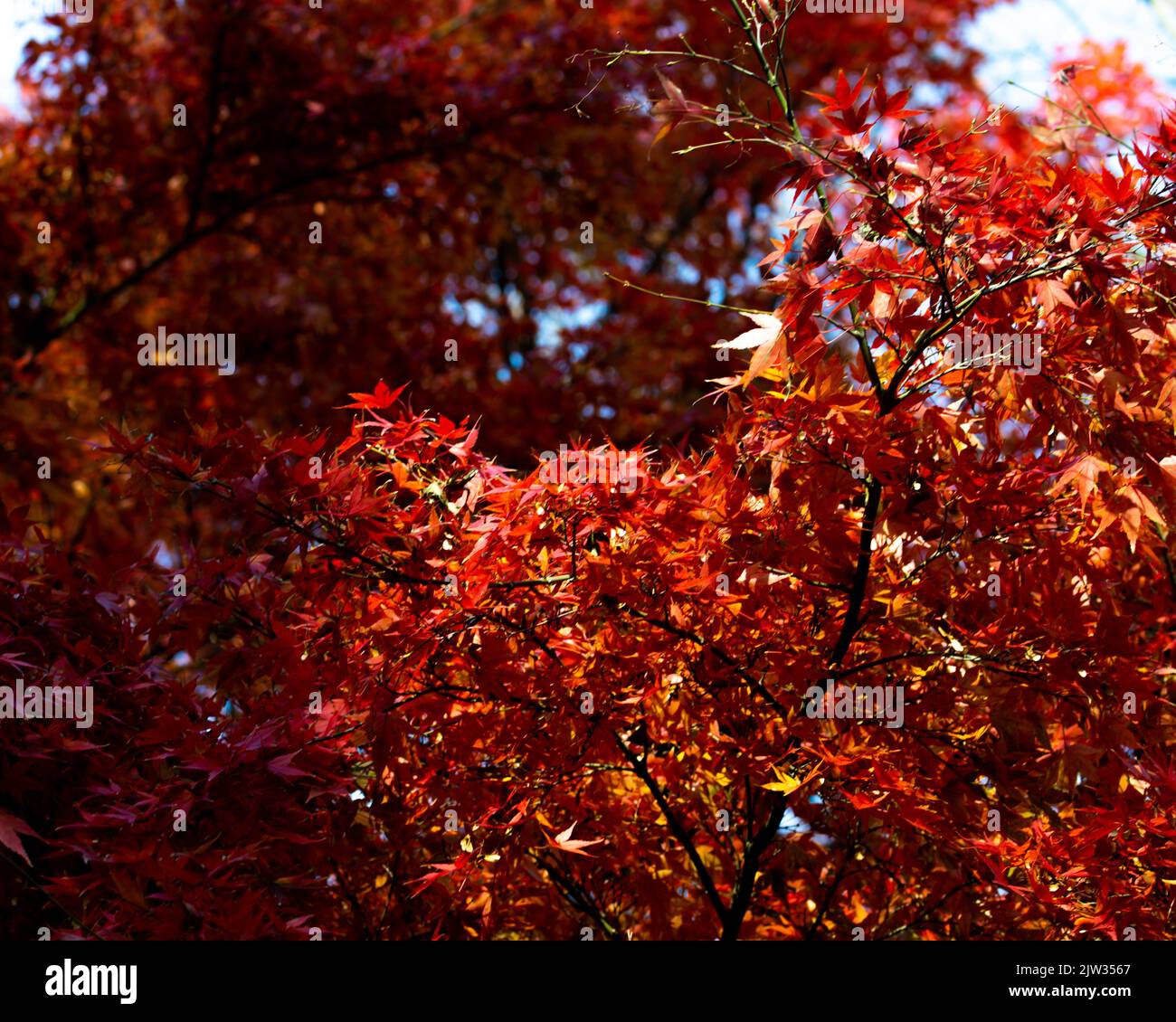 A beautiful view of a red maple's bright leaves Stock Photo - Alamy