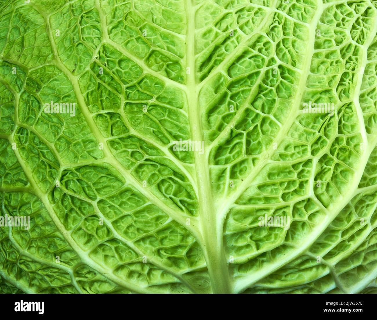 green cabbage leaf as background texture for artists Stock Photo - Alamy