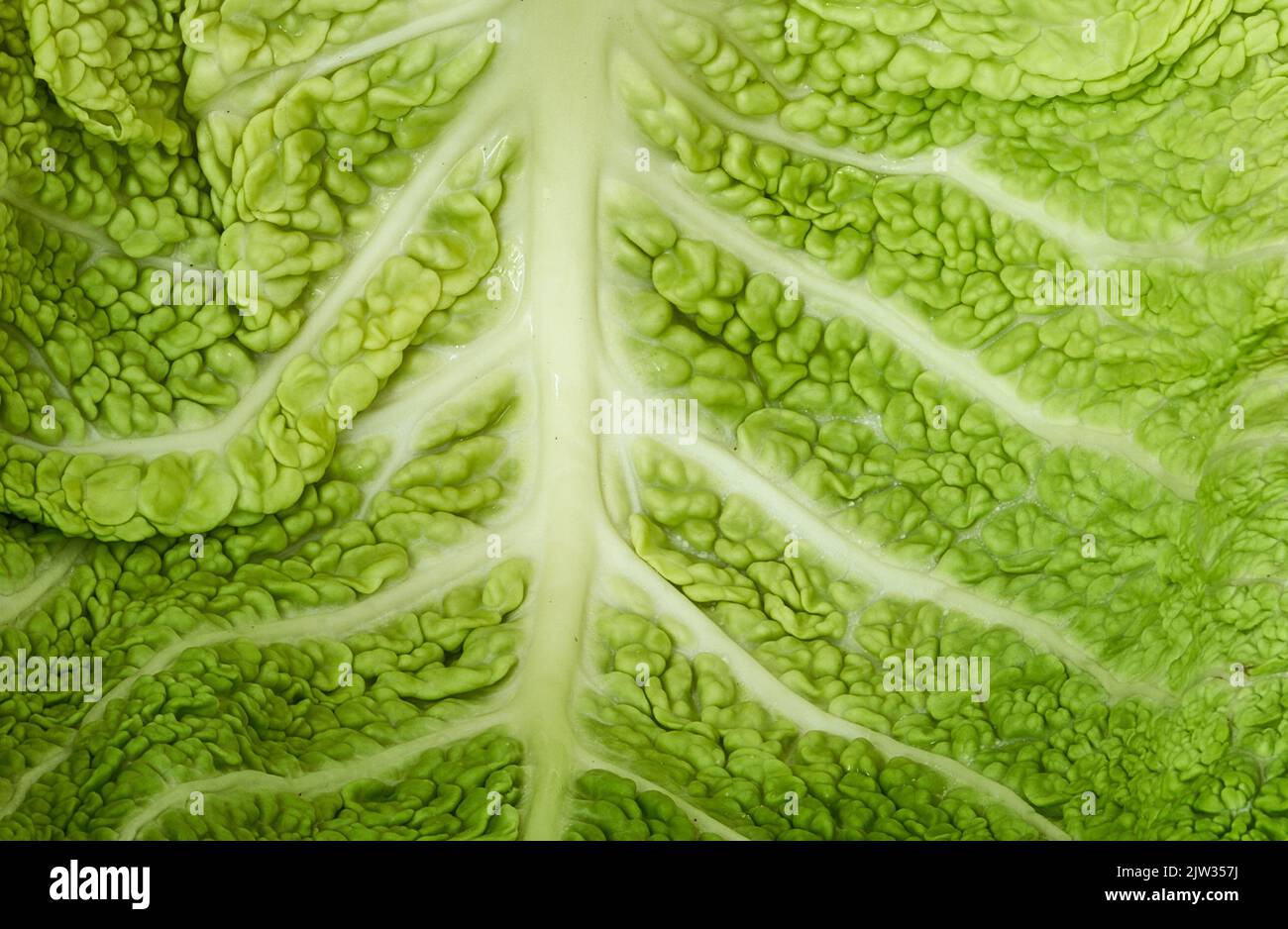 green cabbage leaf as background texture for artists Stock Photo - Alamy