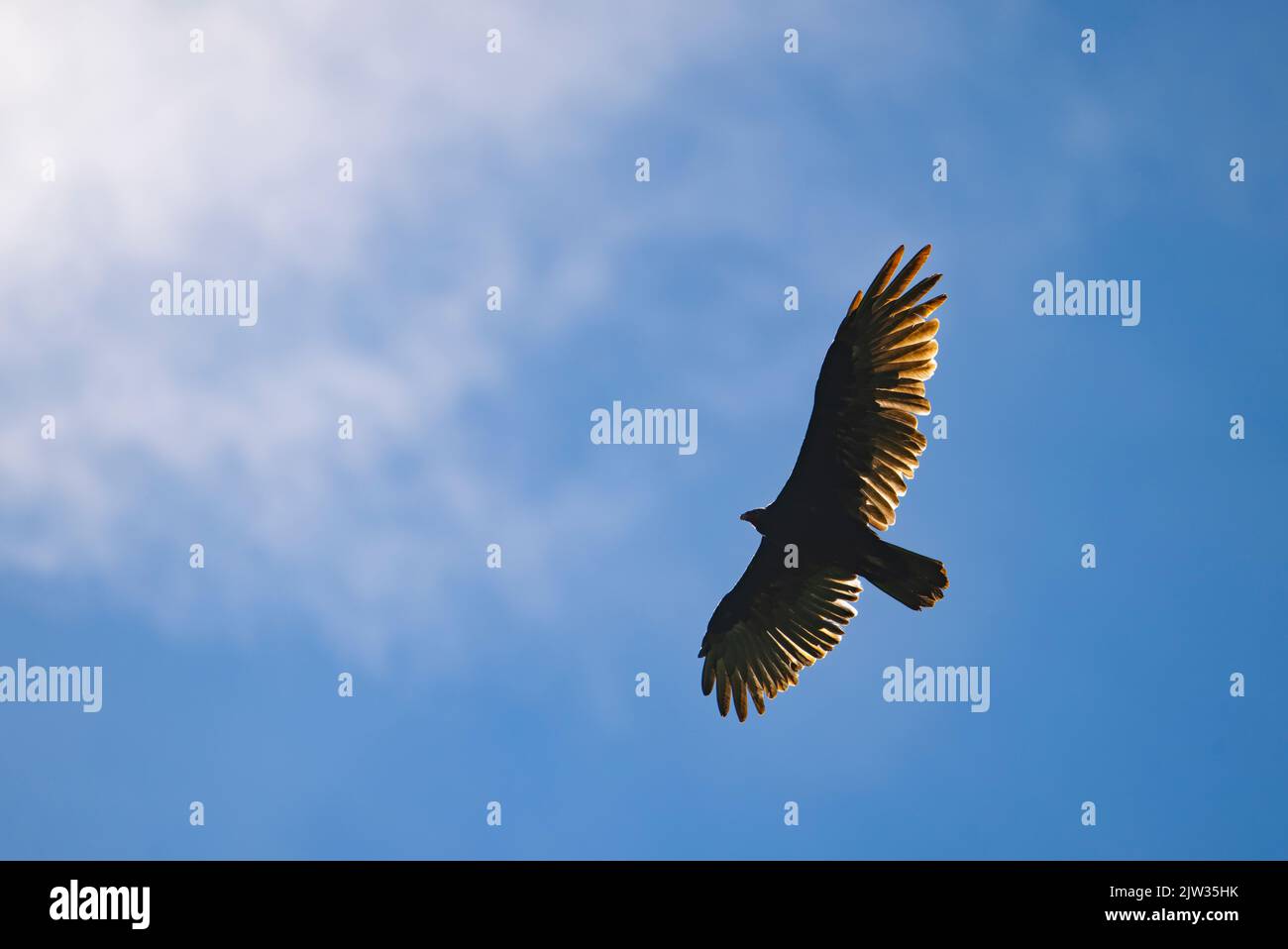 Turkey vulture soaring high in the sky over the St. Lawrence River I n ...