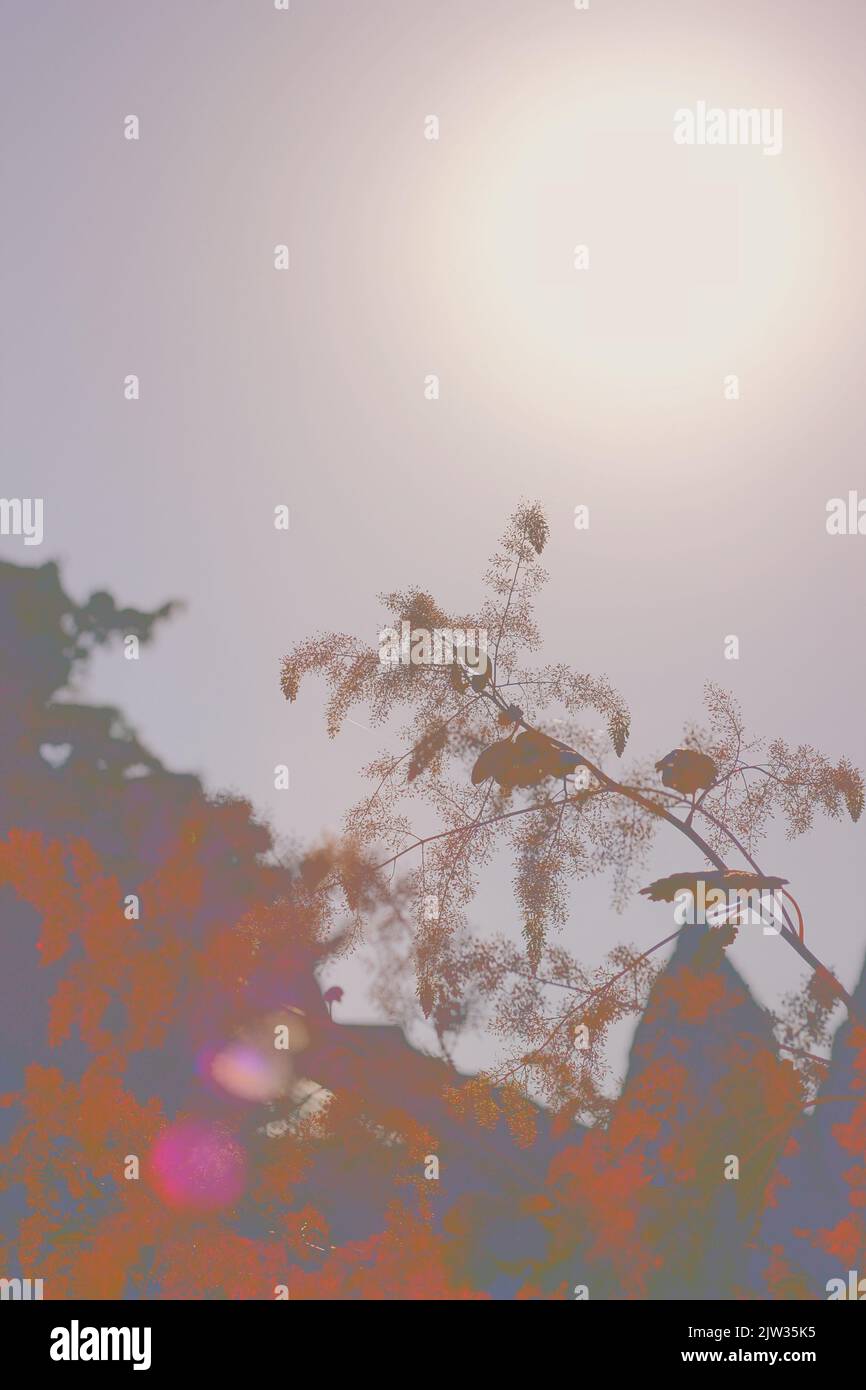 Leafy summer plants and trees growing in the overgrown meadow Stock ...