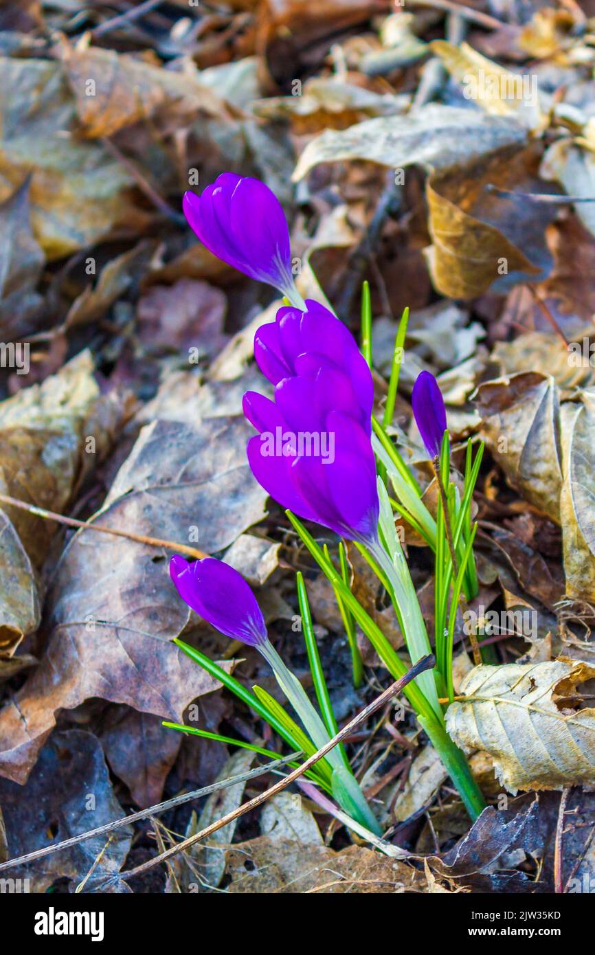 Crocus heuffelianus on the forest floor with foliage and grass meadow ...
