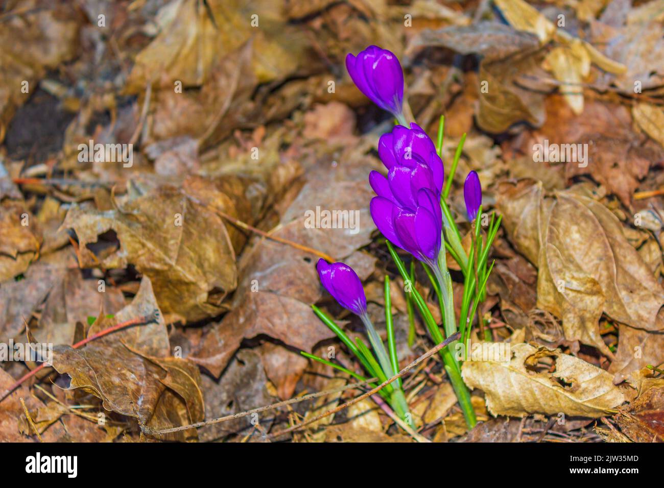 Crocus heuffelianus on the forest floor with foliage and grass meadow ...