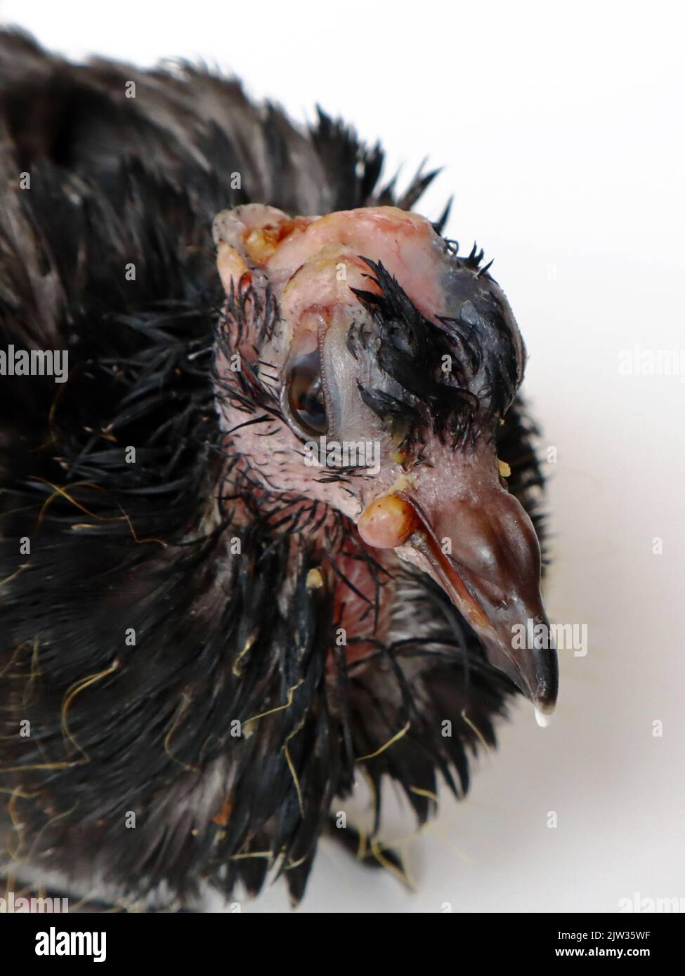 Pigeon with avian poxvirus infection, pigeon disease Stock Photo - Alamy