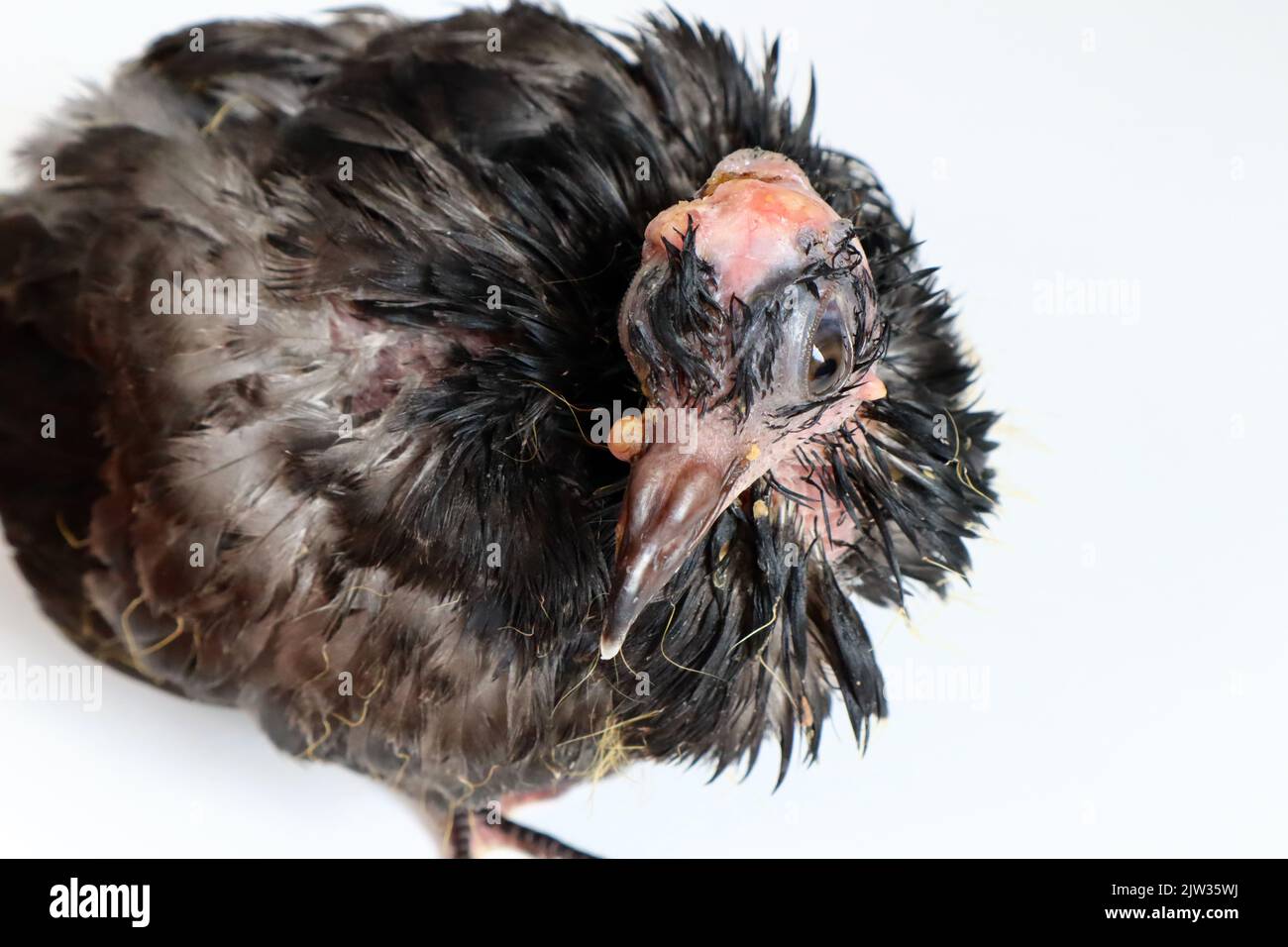 Pigeon with avian poxvirus infection, pigeon disease Stock Photo - Alamy