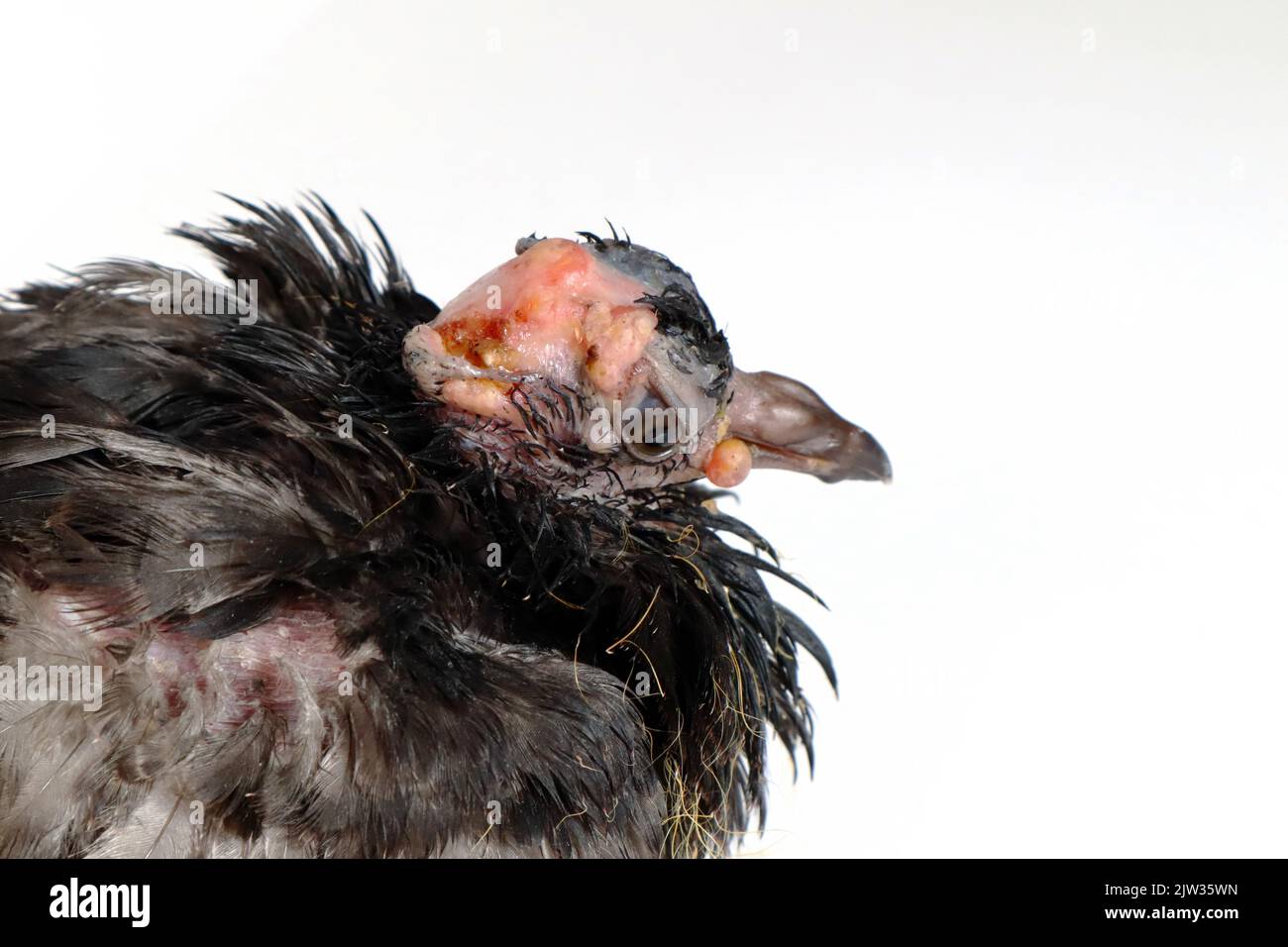 Pigeon with avian poxvirus infection, pigeon disease Stock Photo - Alamy