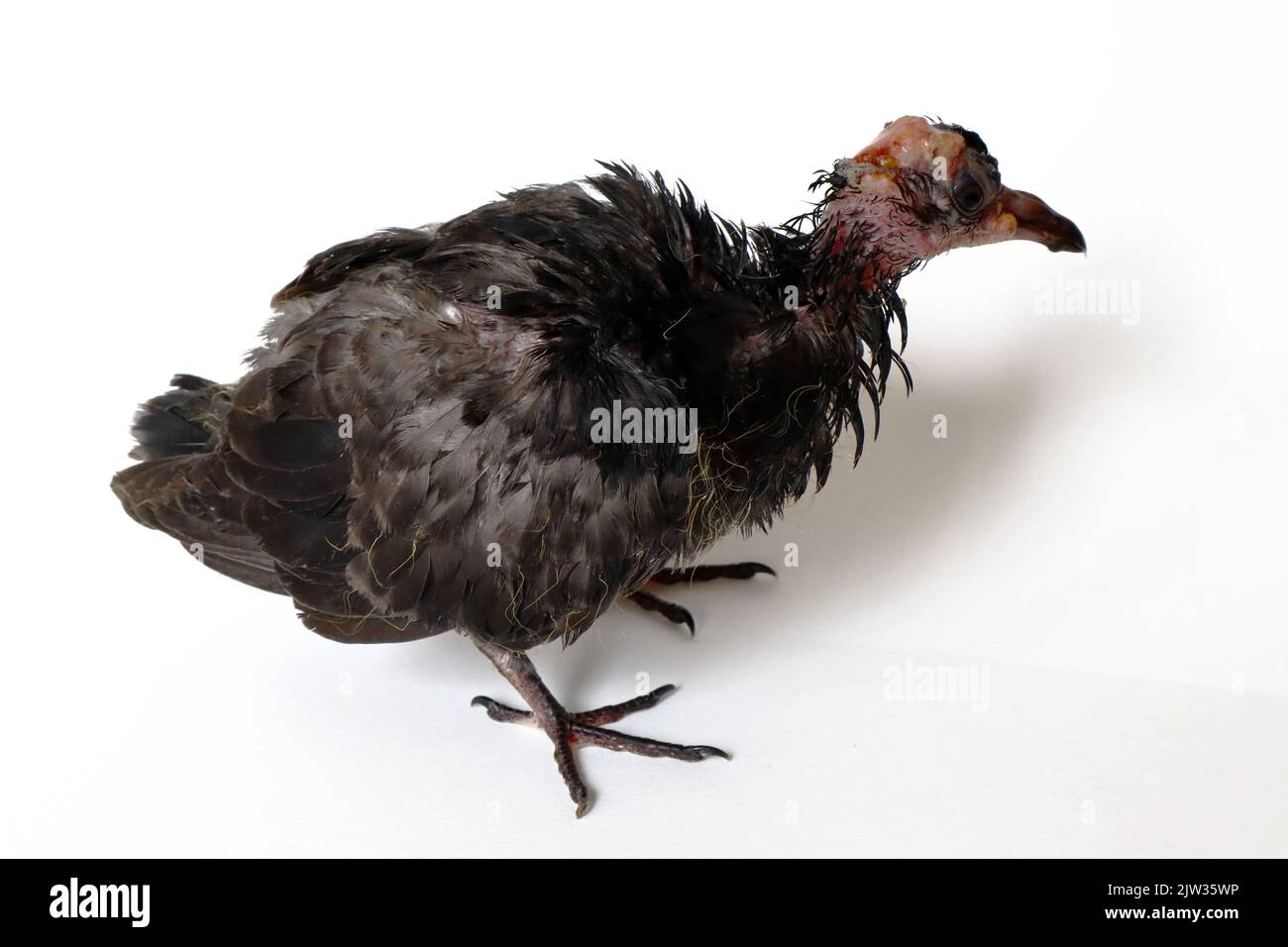 Pigeon with avian poxvirus infection, pigeon disease Stock Photo - Alamy