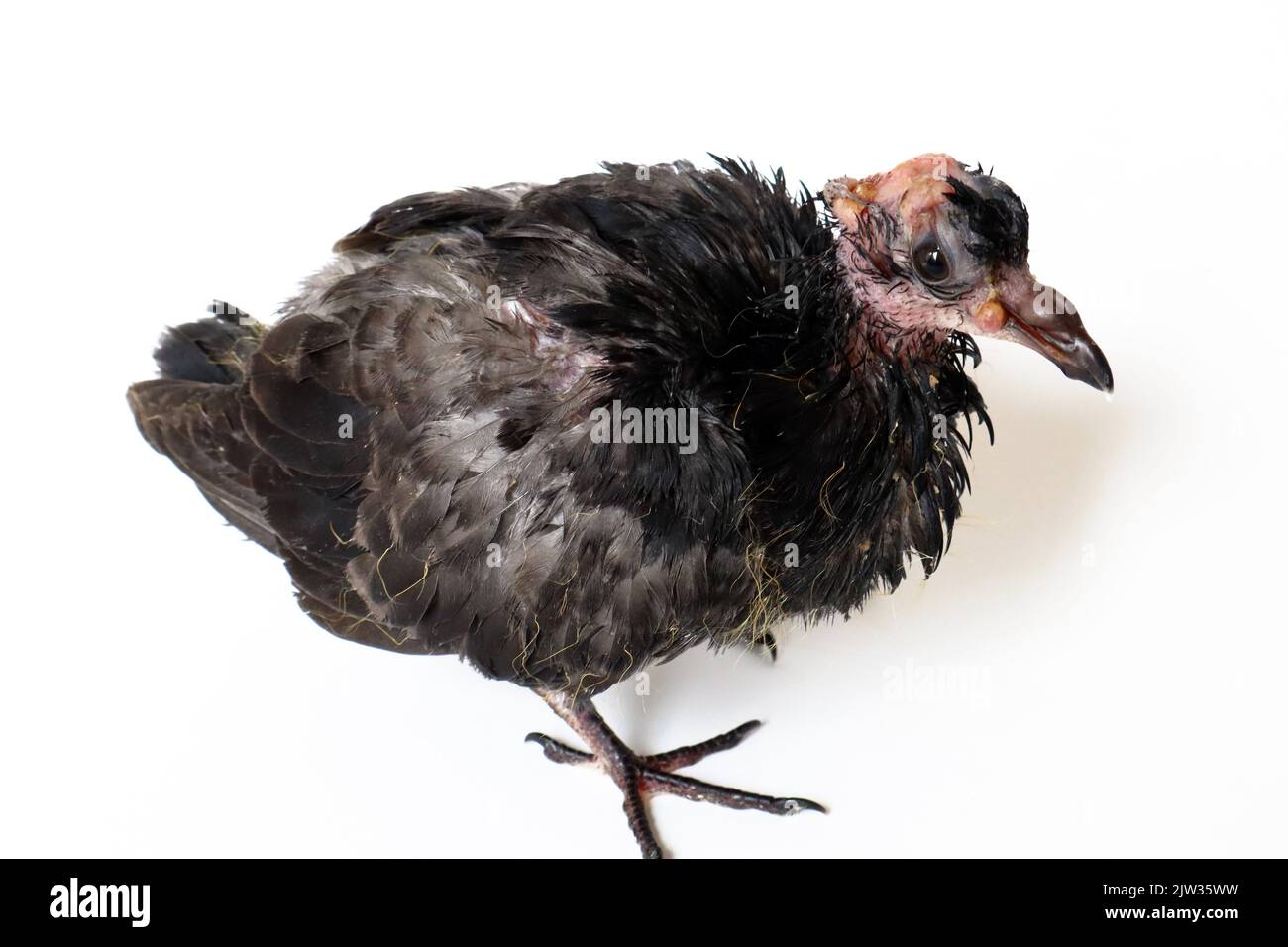 Pigeon with avian poxvirus infection, pigeon disease Stock Photo - Alamy