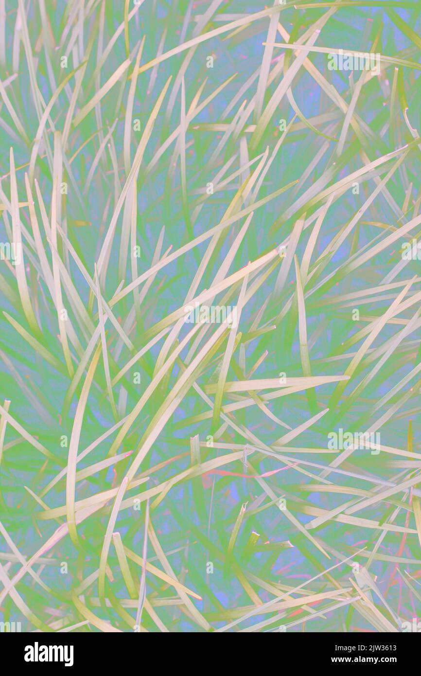 Long blades of summer grass growing in the meadow in a bright faded ...