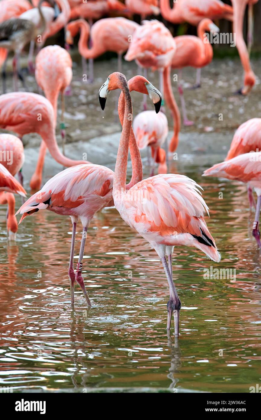 Flamingos with their legs in the water of the pond with more flamingos ...