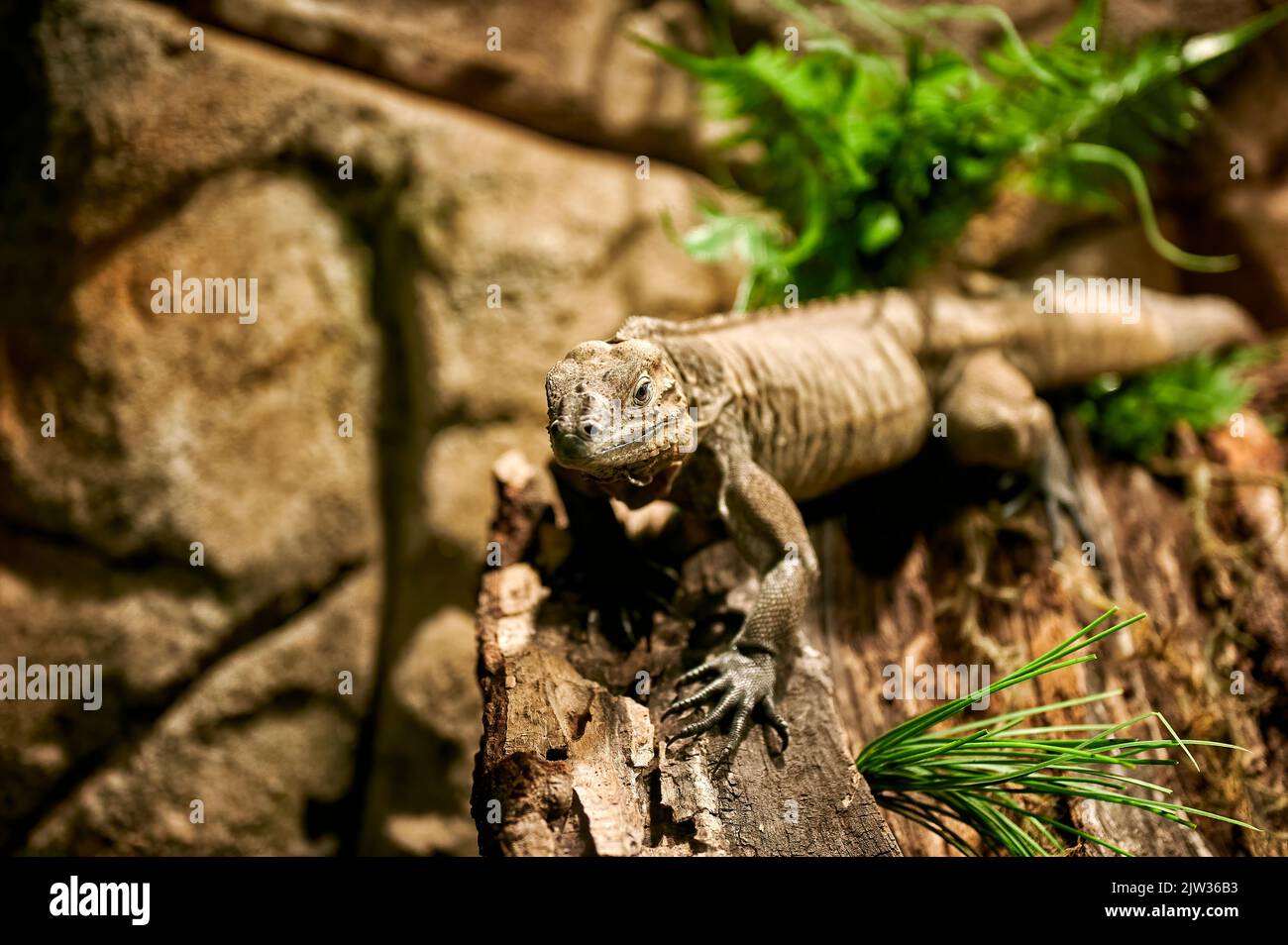 Tropical reptile of the Iguana genus perched on a tree trunk while ...