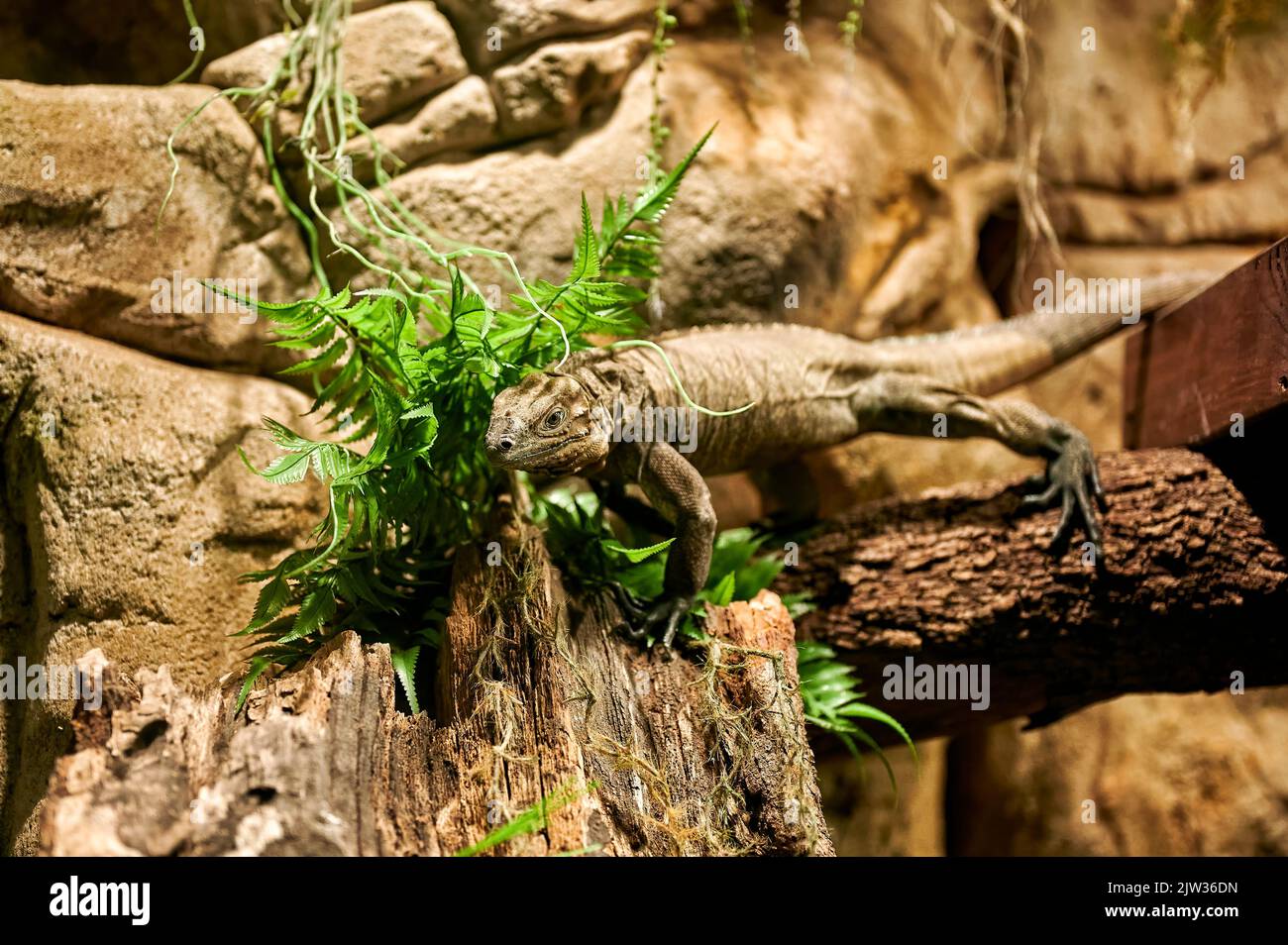 Tropical reptile of the Iguana genus perched on a tree trunk while ...
