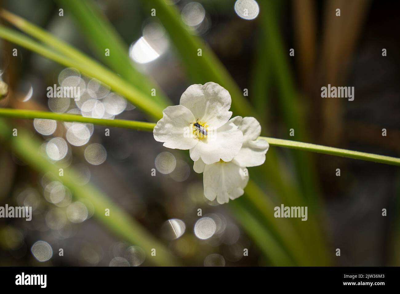 Spade-leaf sword, Creeping burhead, Echinodorus cordifolius, aquatic ...