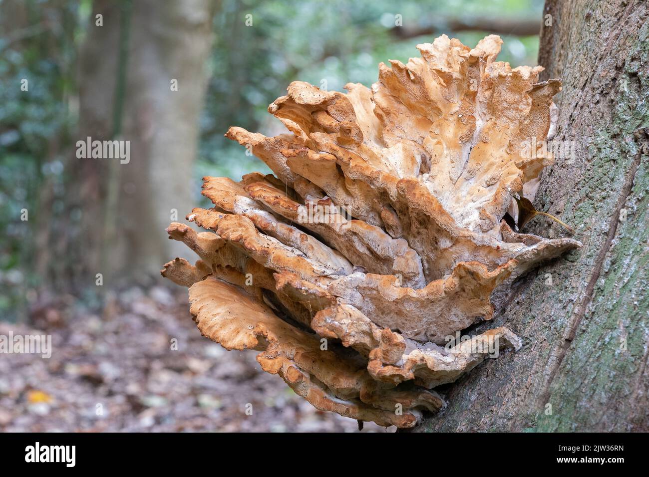 Tree fungi in the woodlands on Southampton Common, Hampshire, UK Stock ...