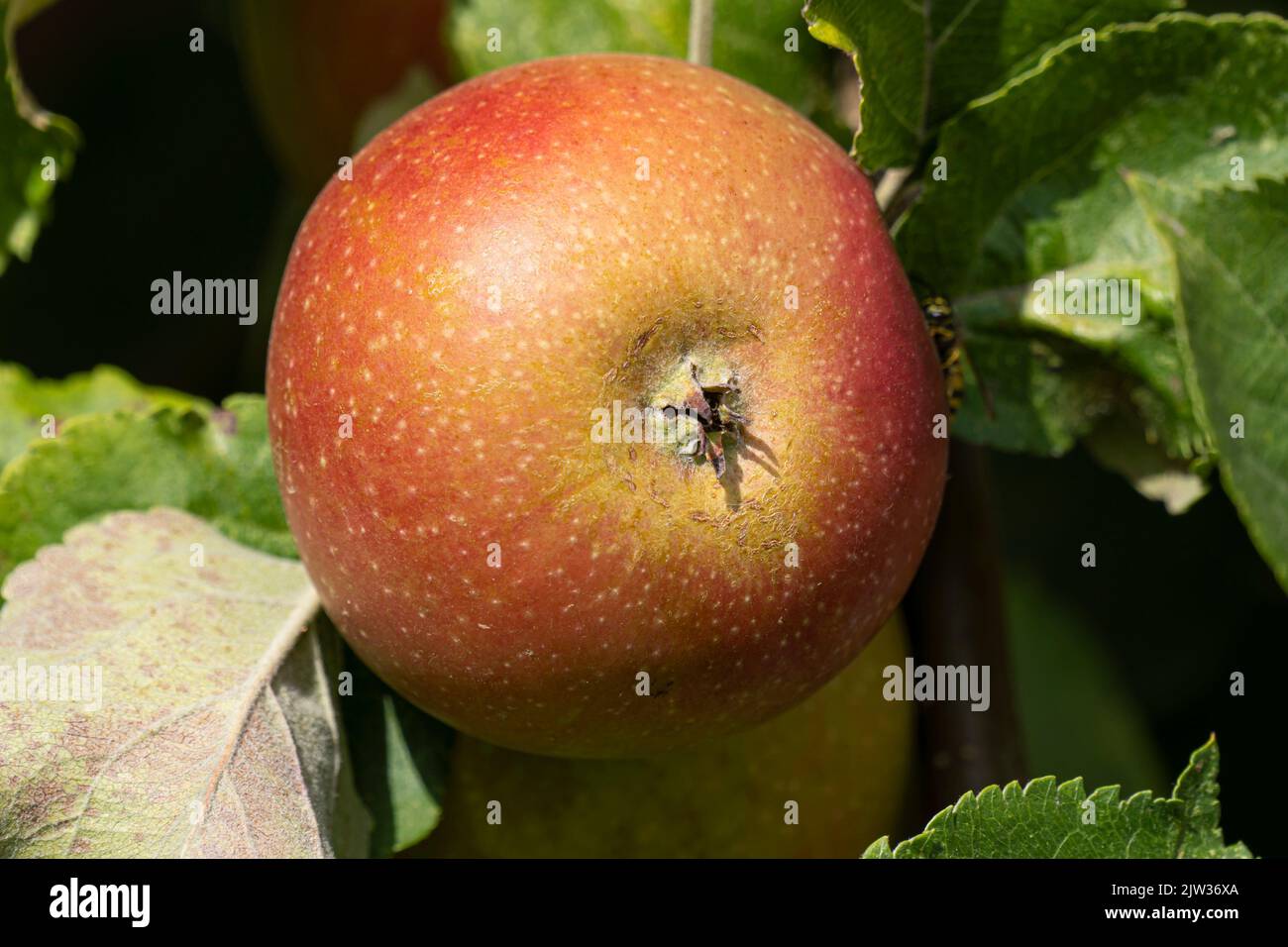 Belle de hi-res stock photography and images - Alamy