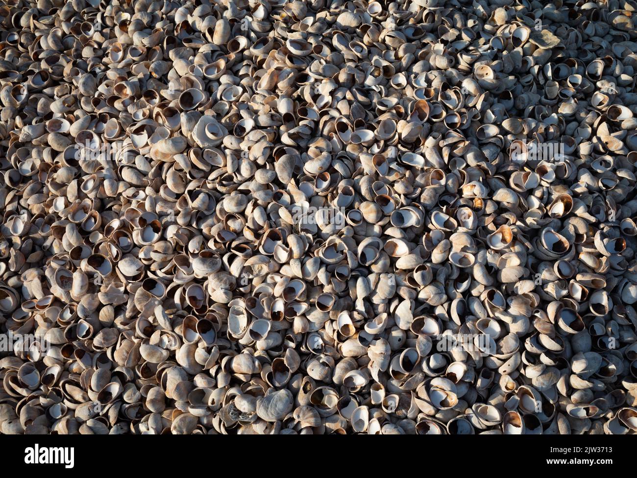 Pile of limpet shells hi-res stock photography and images - Alamy