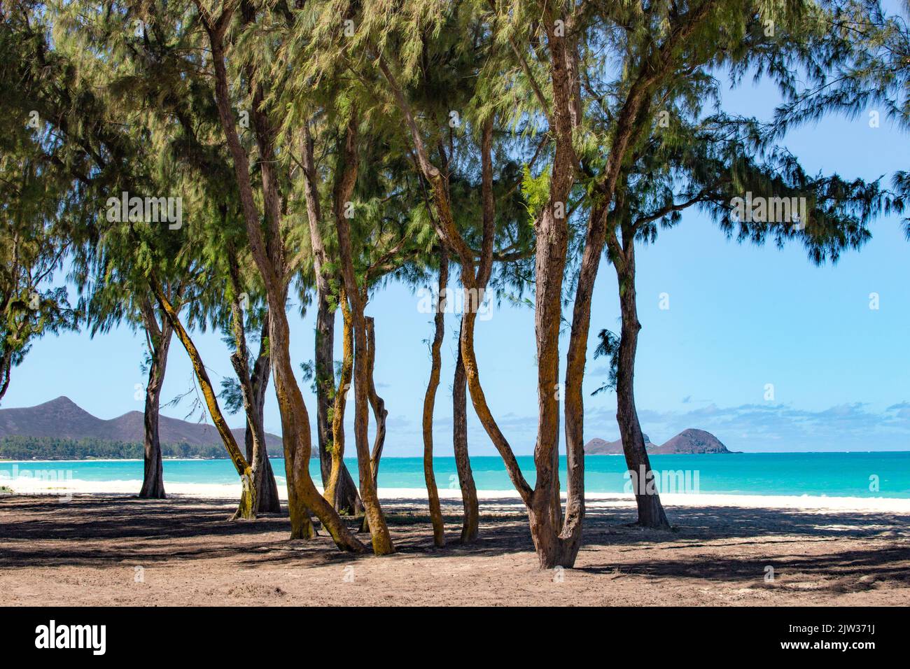 At Waimanalo Beach with the shady iron tree forest you feel like in ...