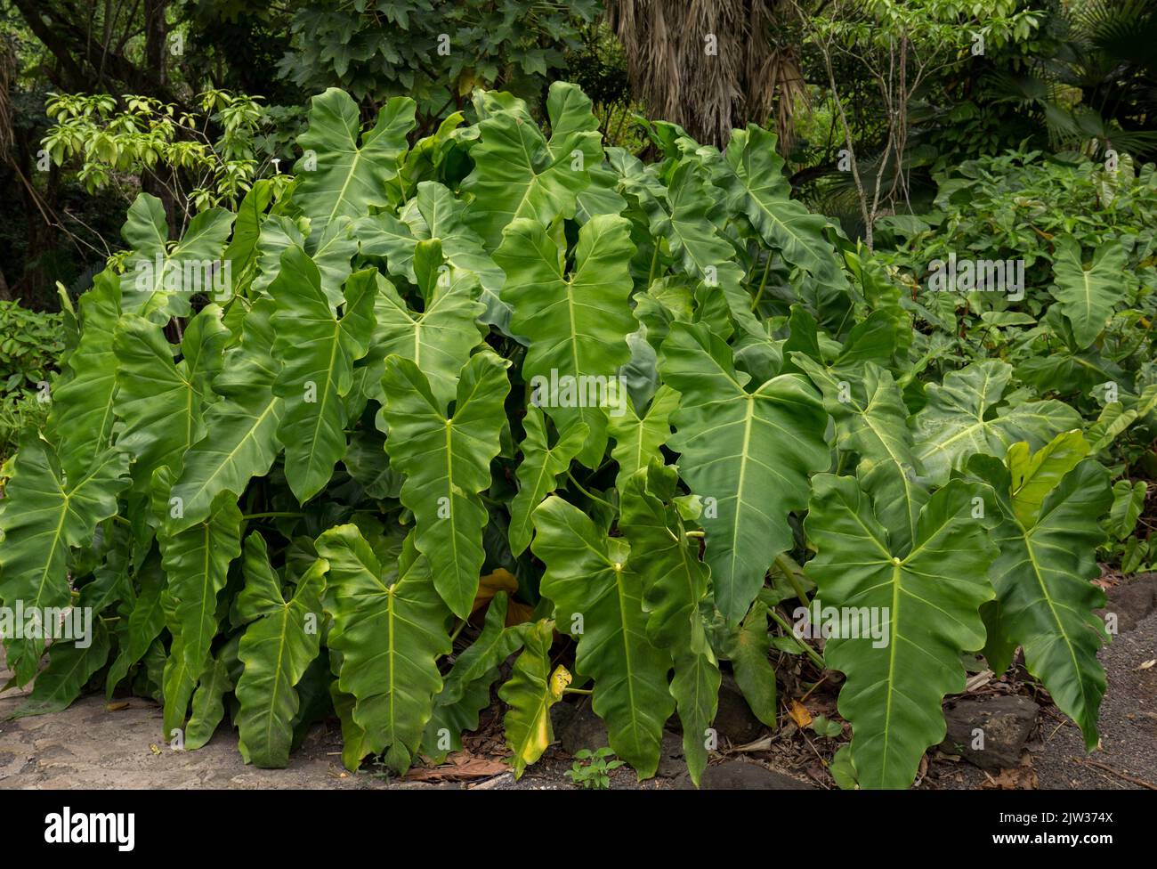 large-leaved jungle plant in Hawaii Stock Photo - Alamy