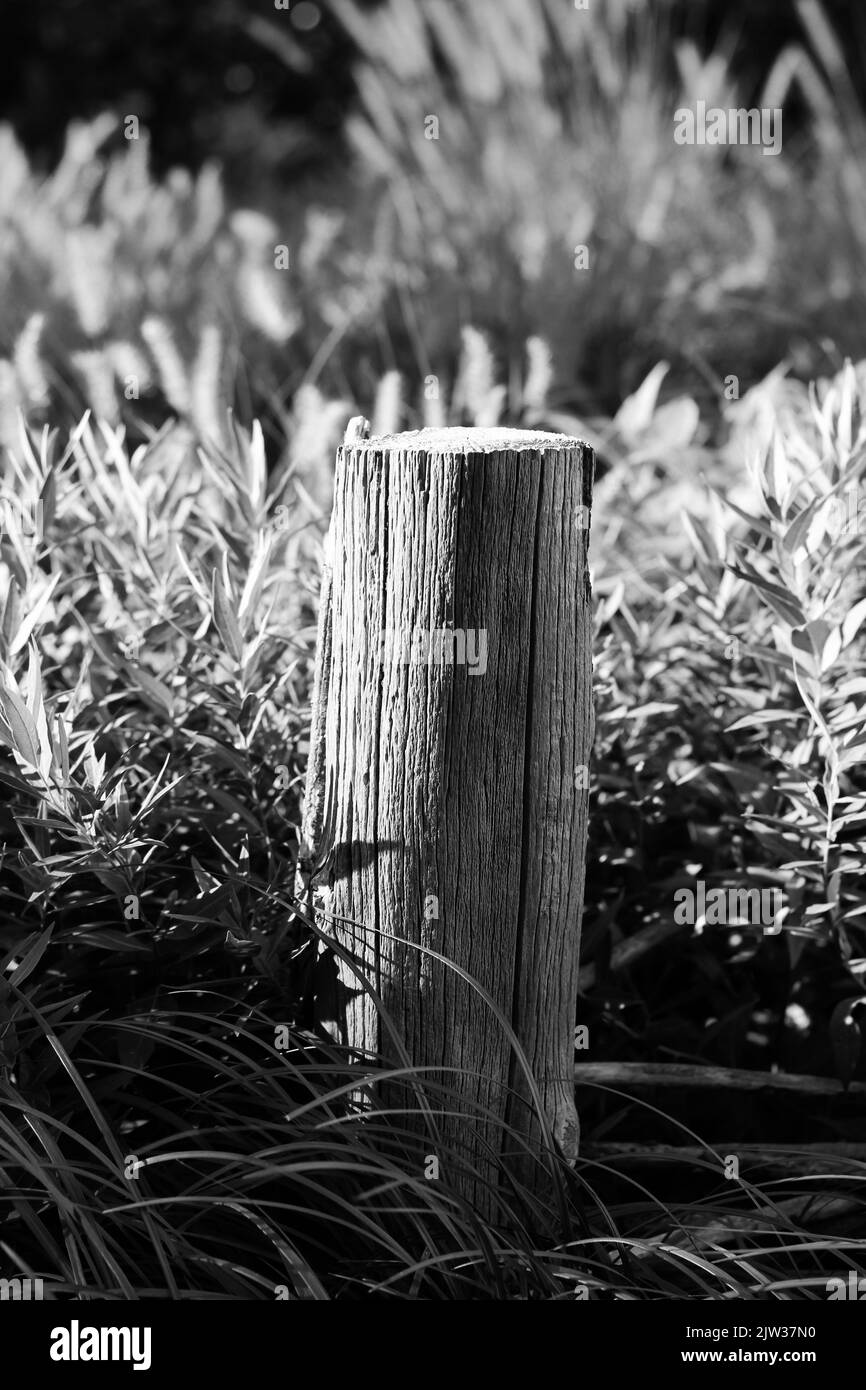 Standard typical wooden fence post standing in the meadow in a black ...