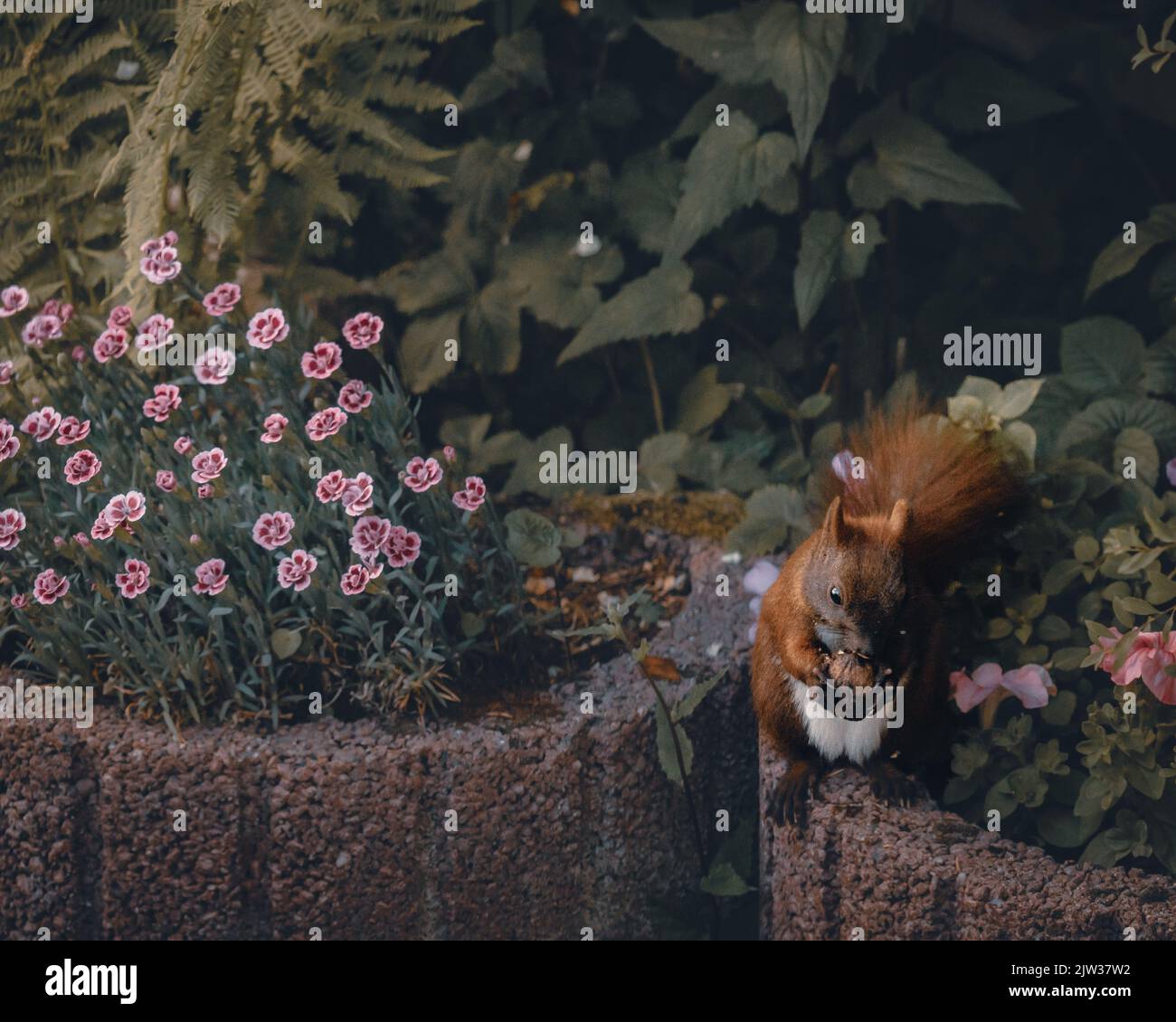 A red squirrel (Sciurus vulgaris) gnawing a nut next to flowers Stock ...