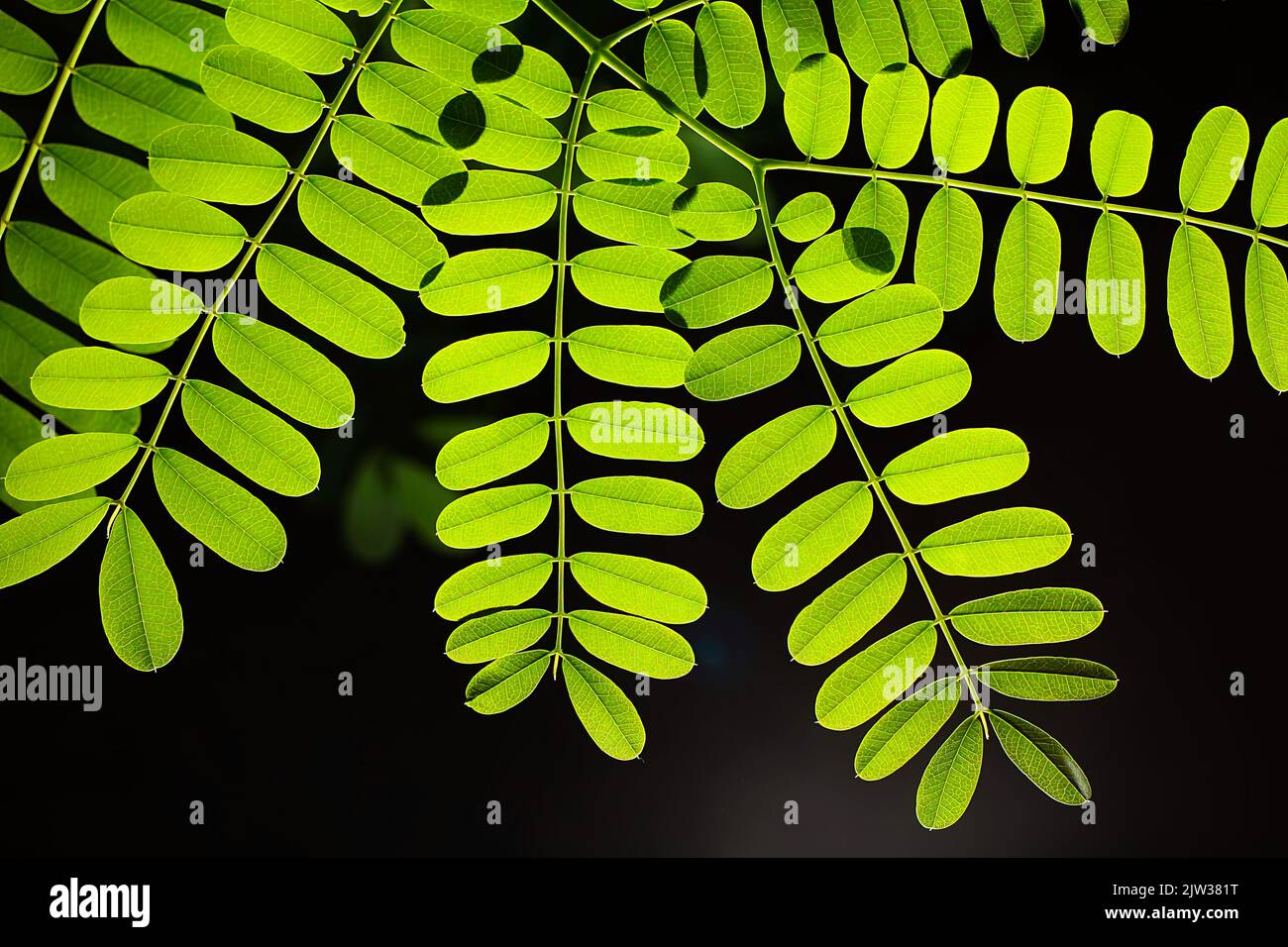 Green compound leaf with light through a black background Stock Photo ...