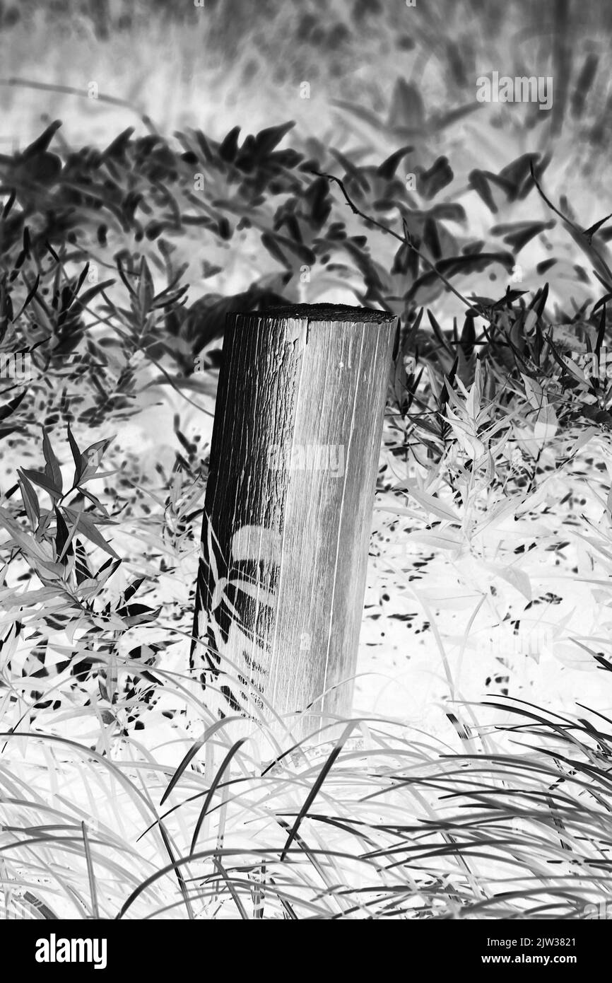 Standard typical wooden fence post standing in the meadow in a black ...