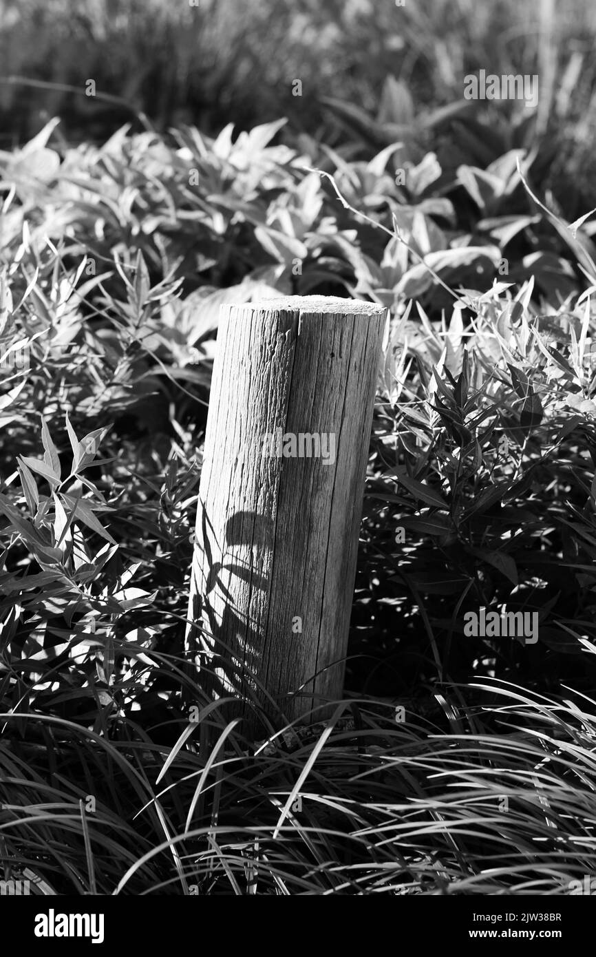 Standard typical wooden fence post standing in the meadow in a black ...