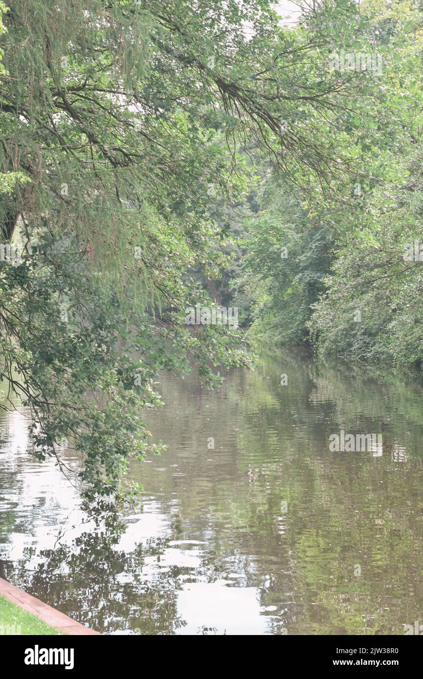 tree branch bend over pond water, vertical size. summer park lonely ...