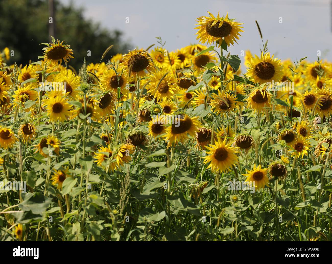 Yellow Sunflowers growing in a field. Natural sunflower background ...