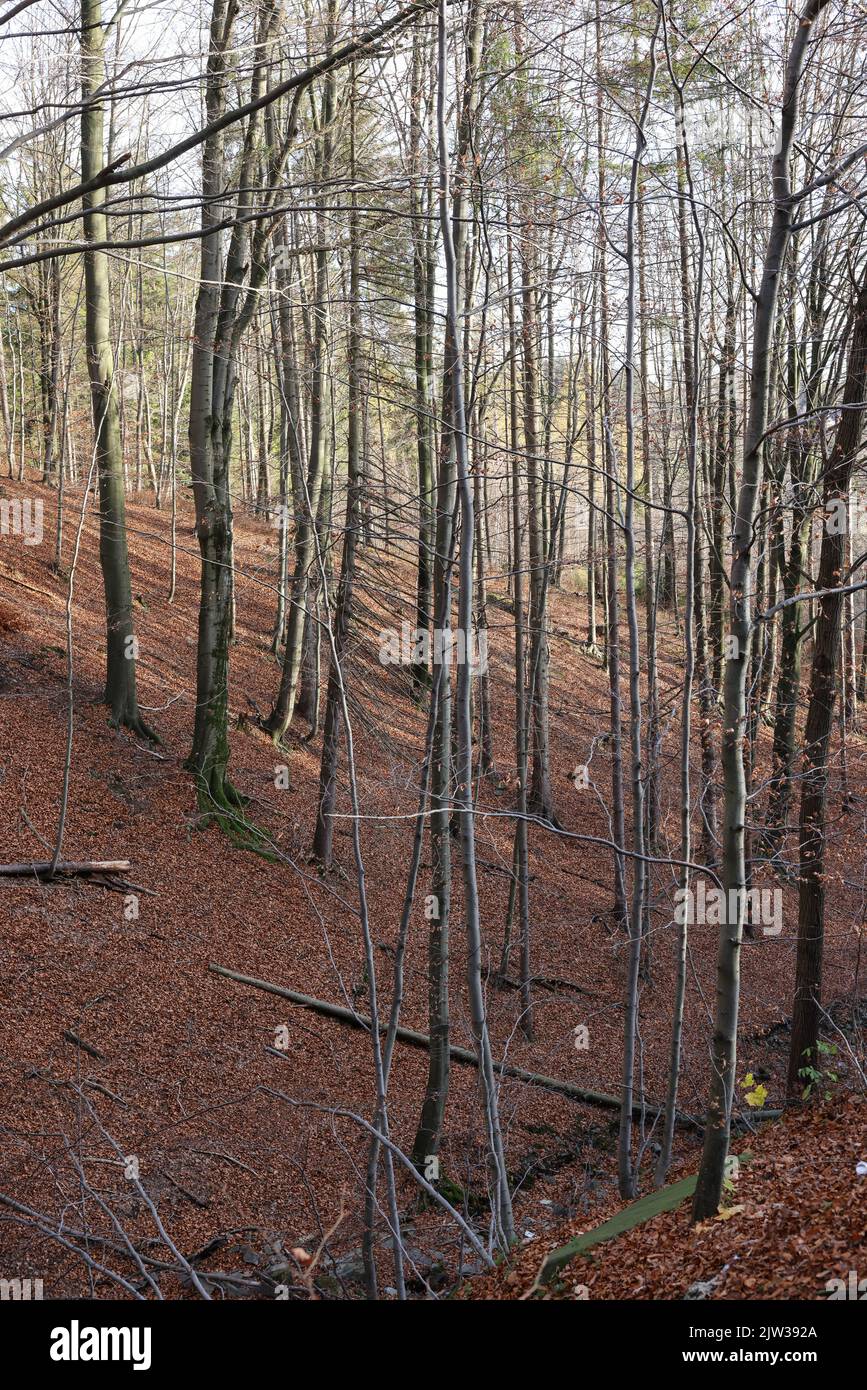 silver-beech tree trunks against the dry leaves Stock Photo - Alamy