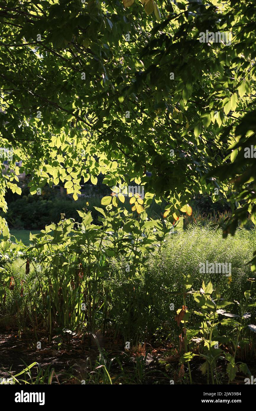 Leafy summer plants and trees growing in the overgrown meadow Stock ...