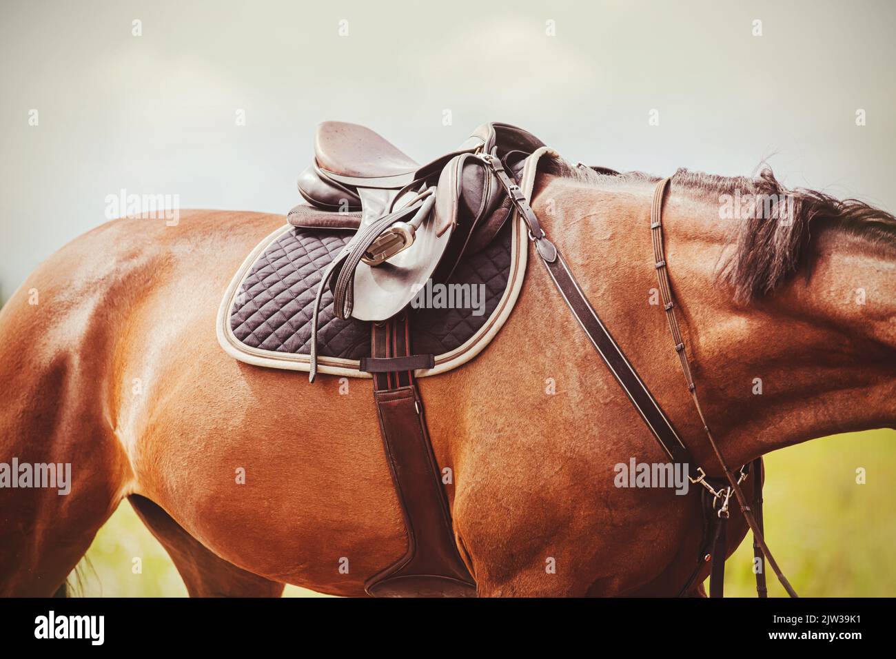 A beautiful bay horse with a saddle and stirrup on its back stands on a ...