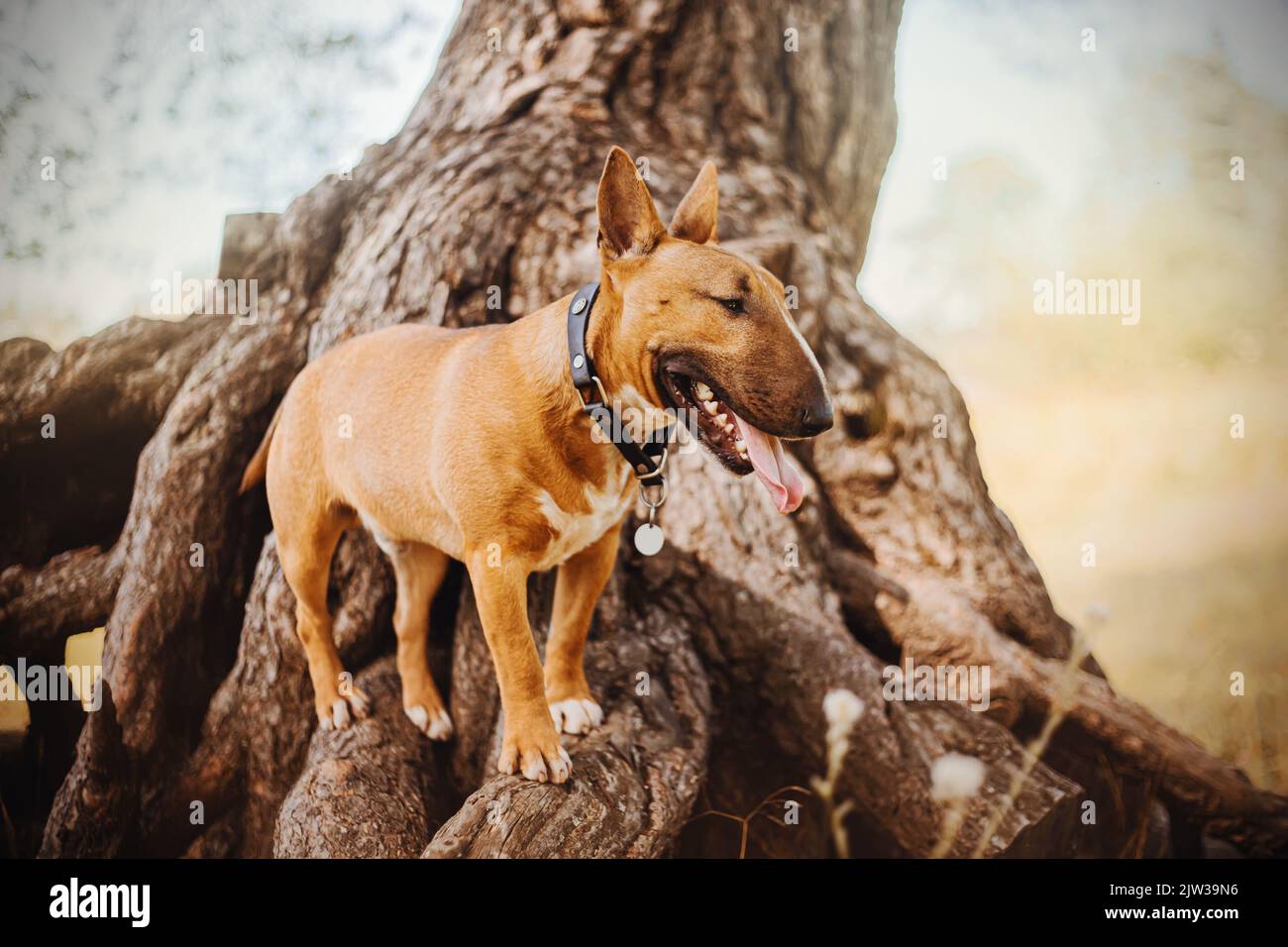 Cute ginger happy bull terrier stands on the old big roots of a pine ...
