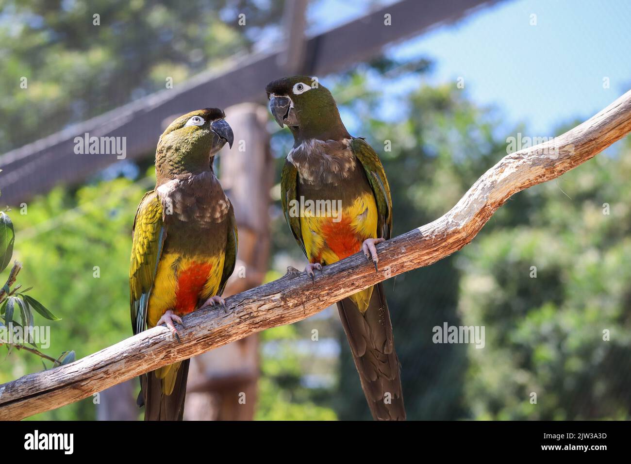 Parrot in zoo hi-res stock photography and images - Alamy
