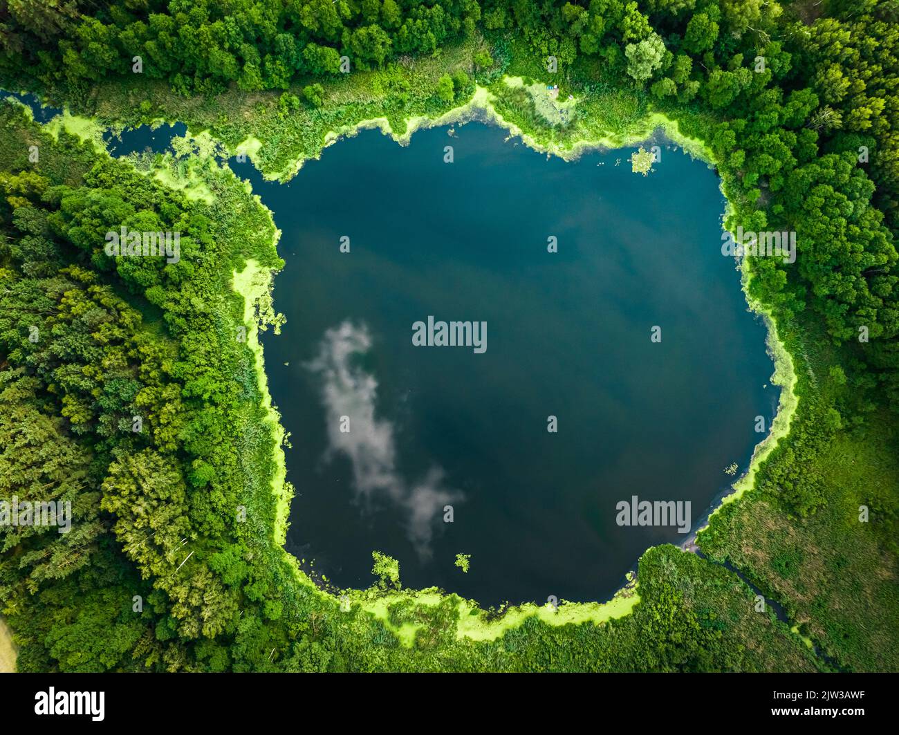 Green algae on the lake, flying above. Aerial view of nature in Poland ...