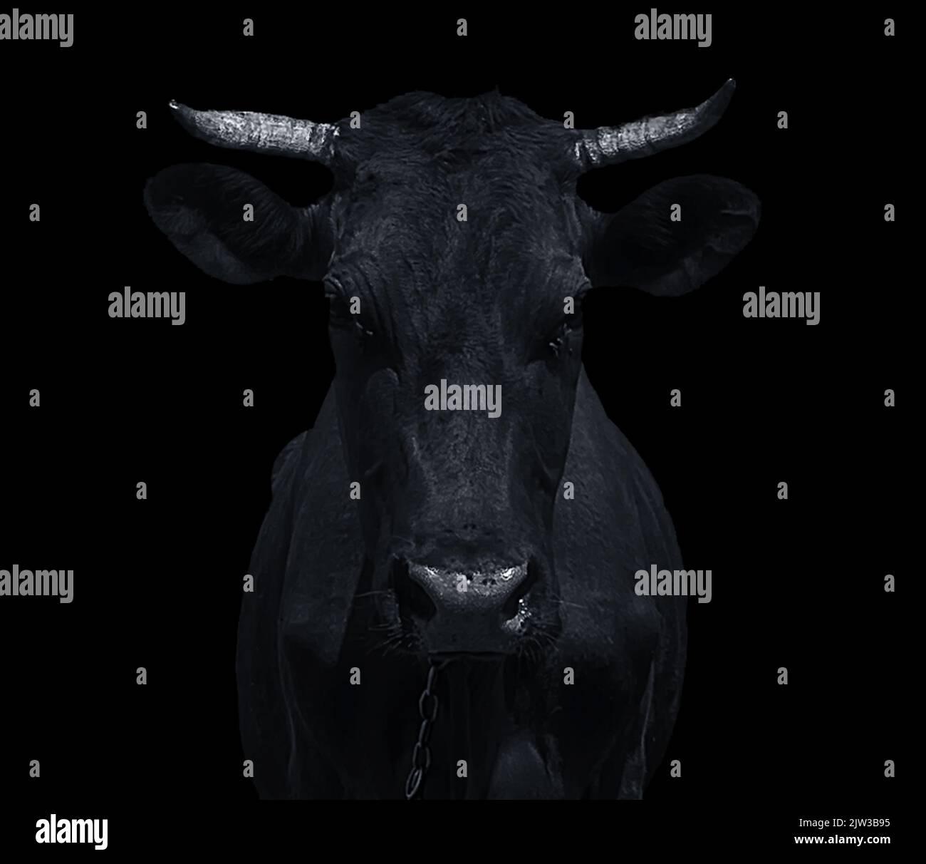 Pink cow head hi-res stock photography and images - Alamy