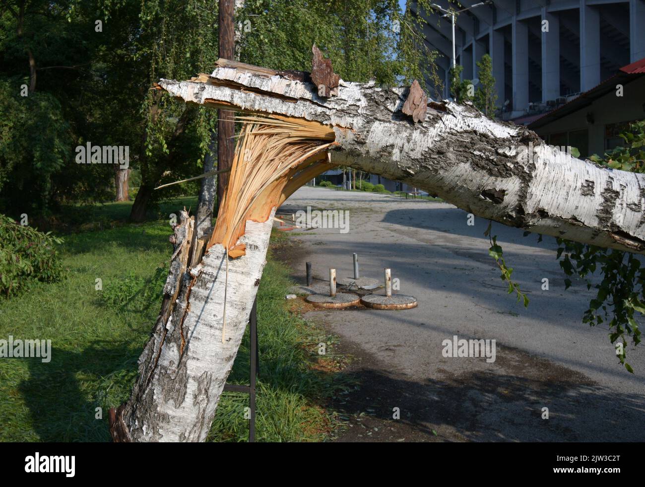 Rain damage tree roots hi-res stock photography and images - Alamy