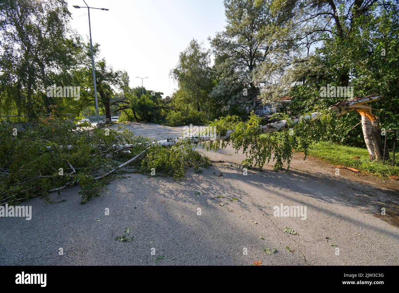 Broken and fallen trees after strong winds and rain hit the area Stock ...