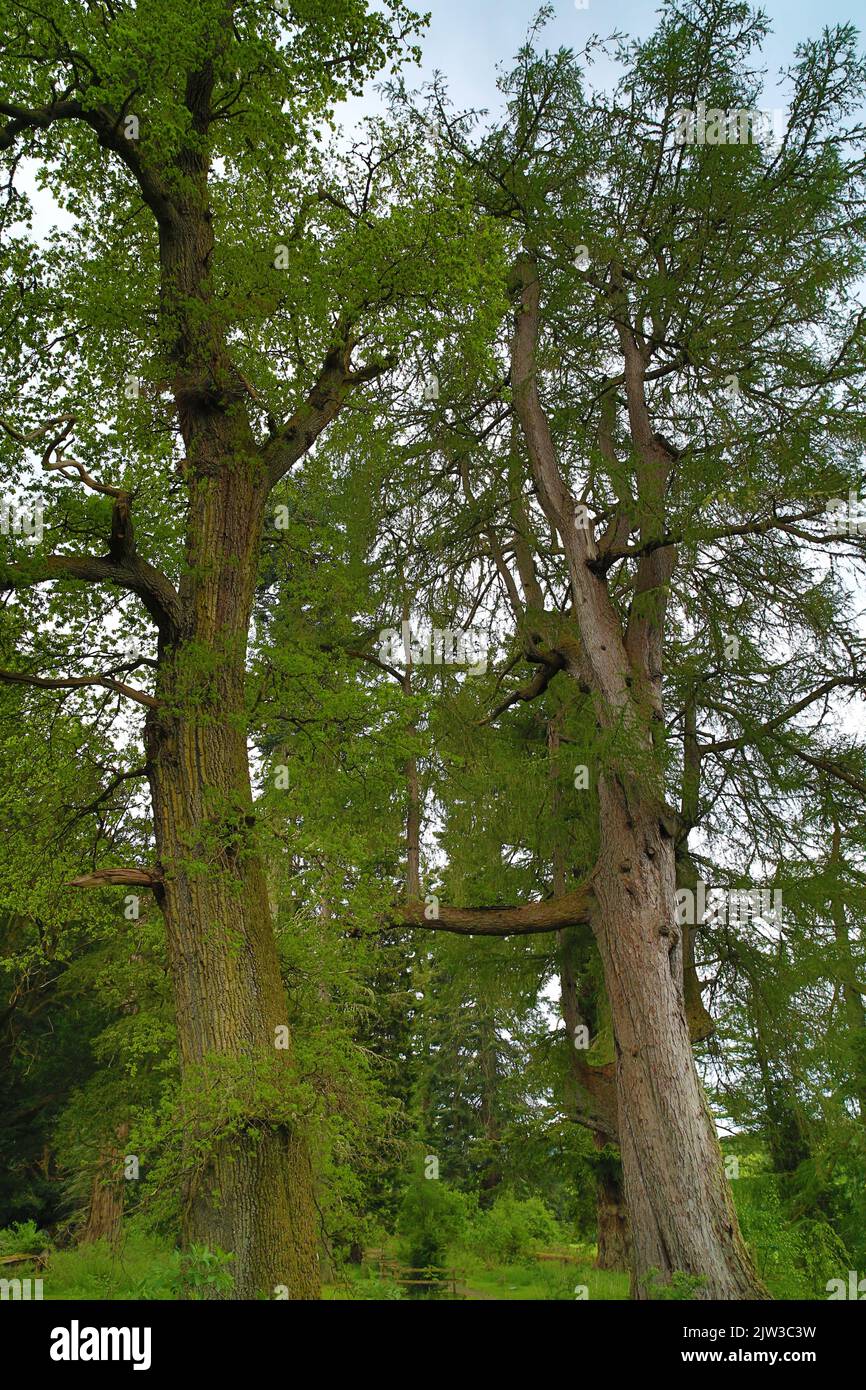 Dunkeld tree cathedral hi-res stock photography and images - Alamy