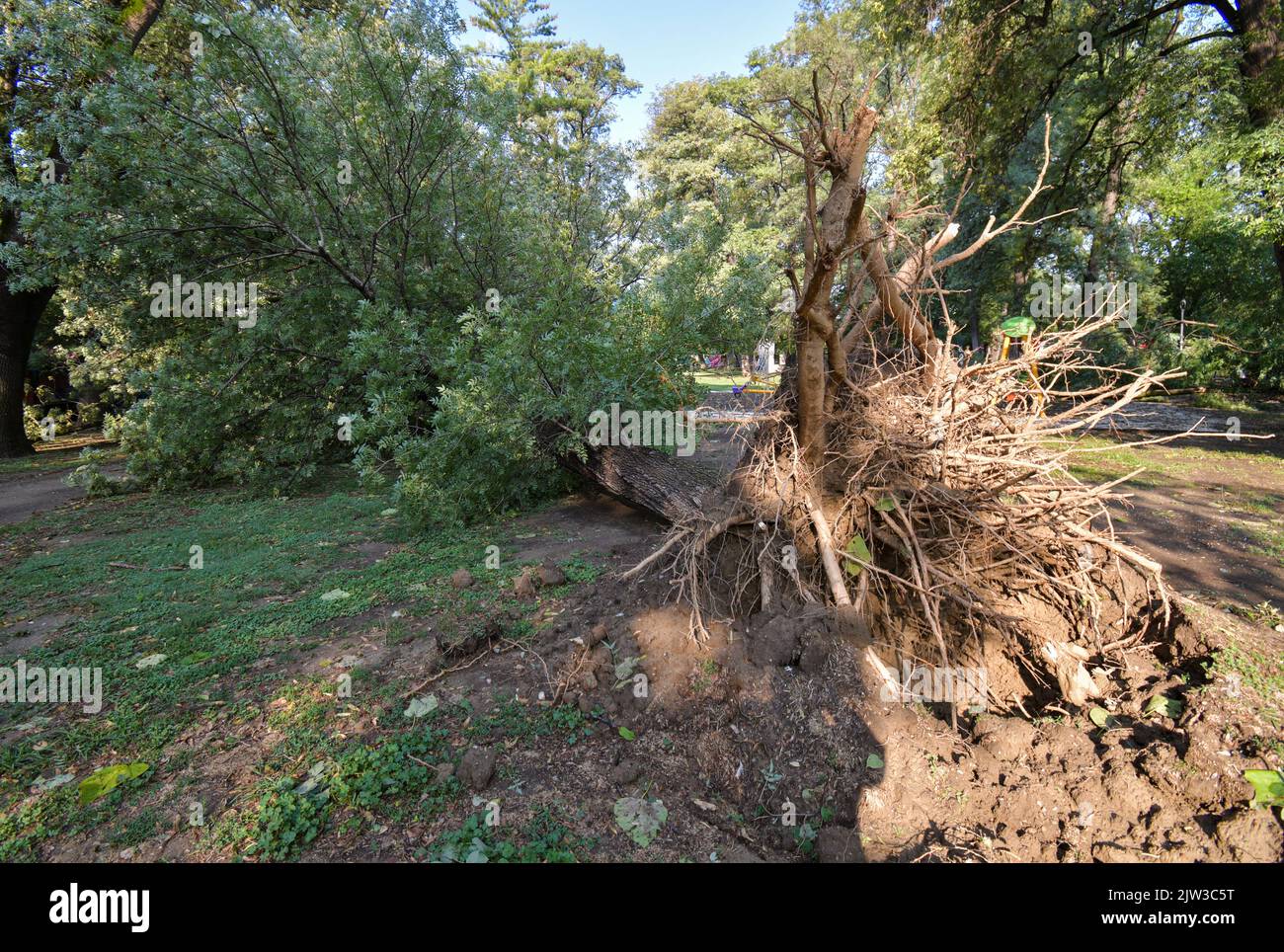 Broken and fallen trees after strong winds and rain hit the area Stock ...