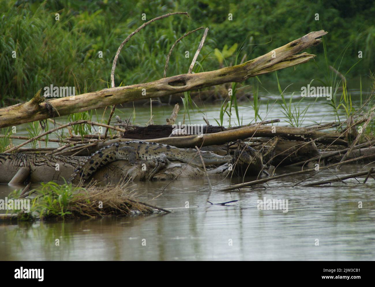 A marsh crocodile crawling on the wood over the small pond Stock Photo ...