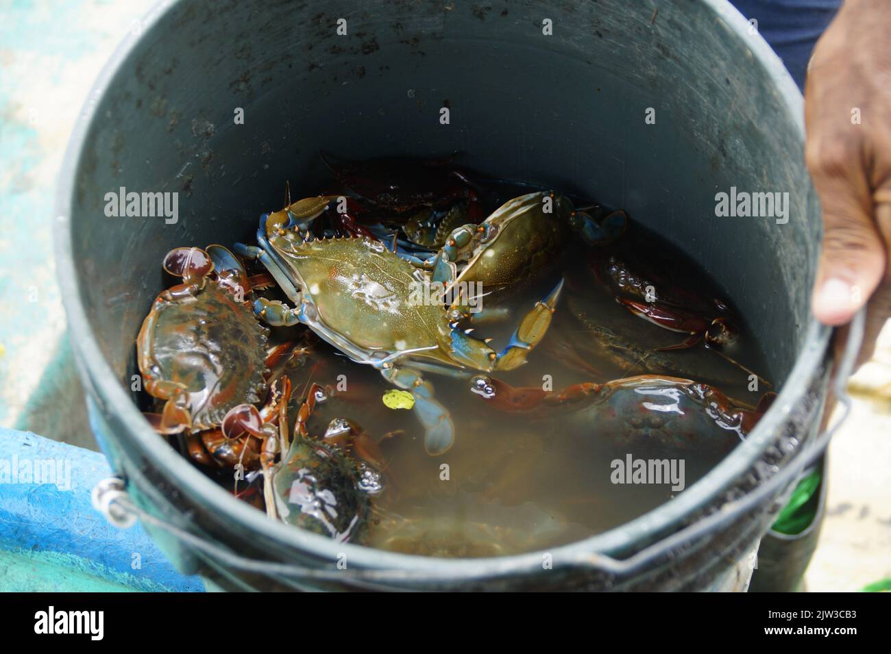 A closeup of a man holding a bucket with fresh crabs Stock Photo - Alamy