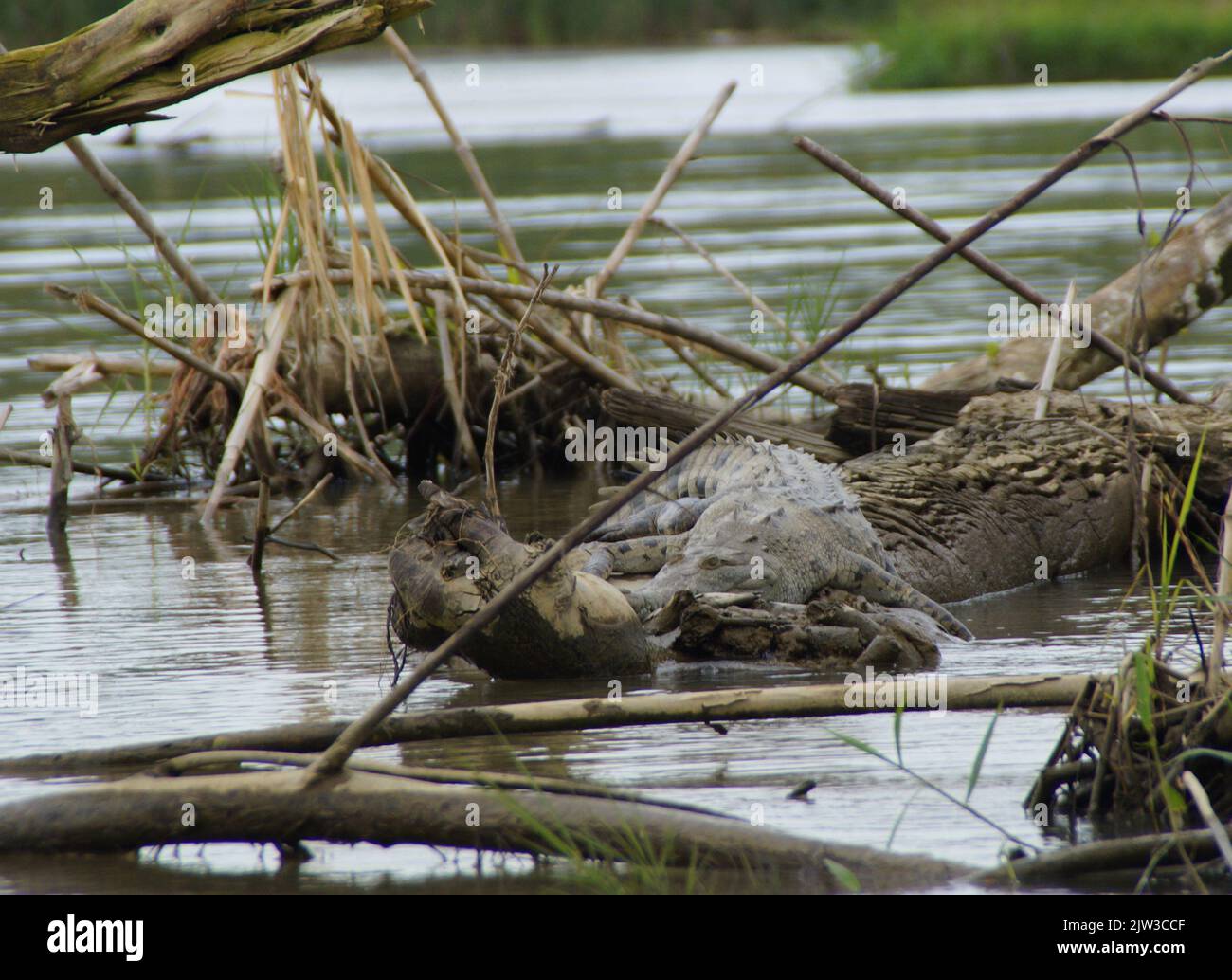 A marsh crocodile crawling on the wood over the small pond Stock Photo ...