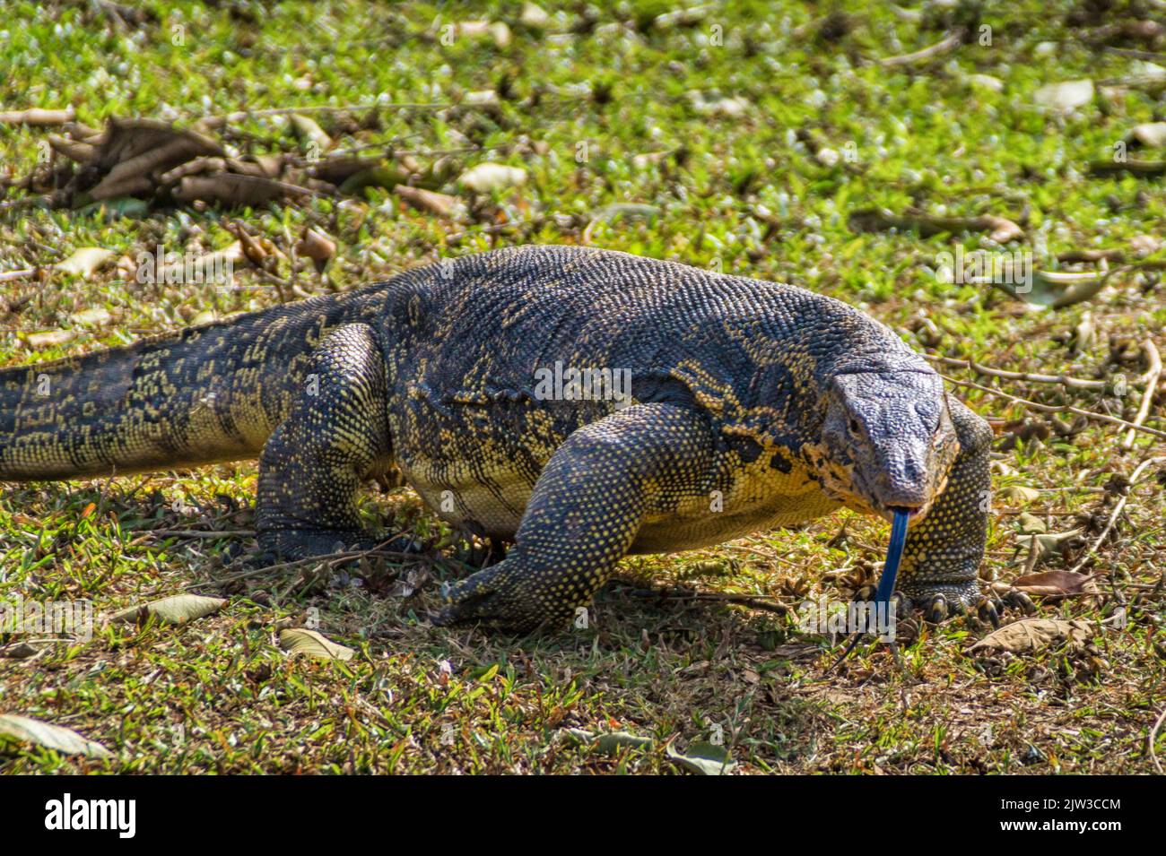 Monitor lizard moving hi-res stock photography and images - Alamy