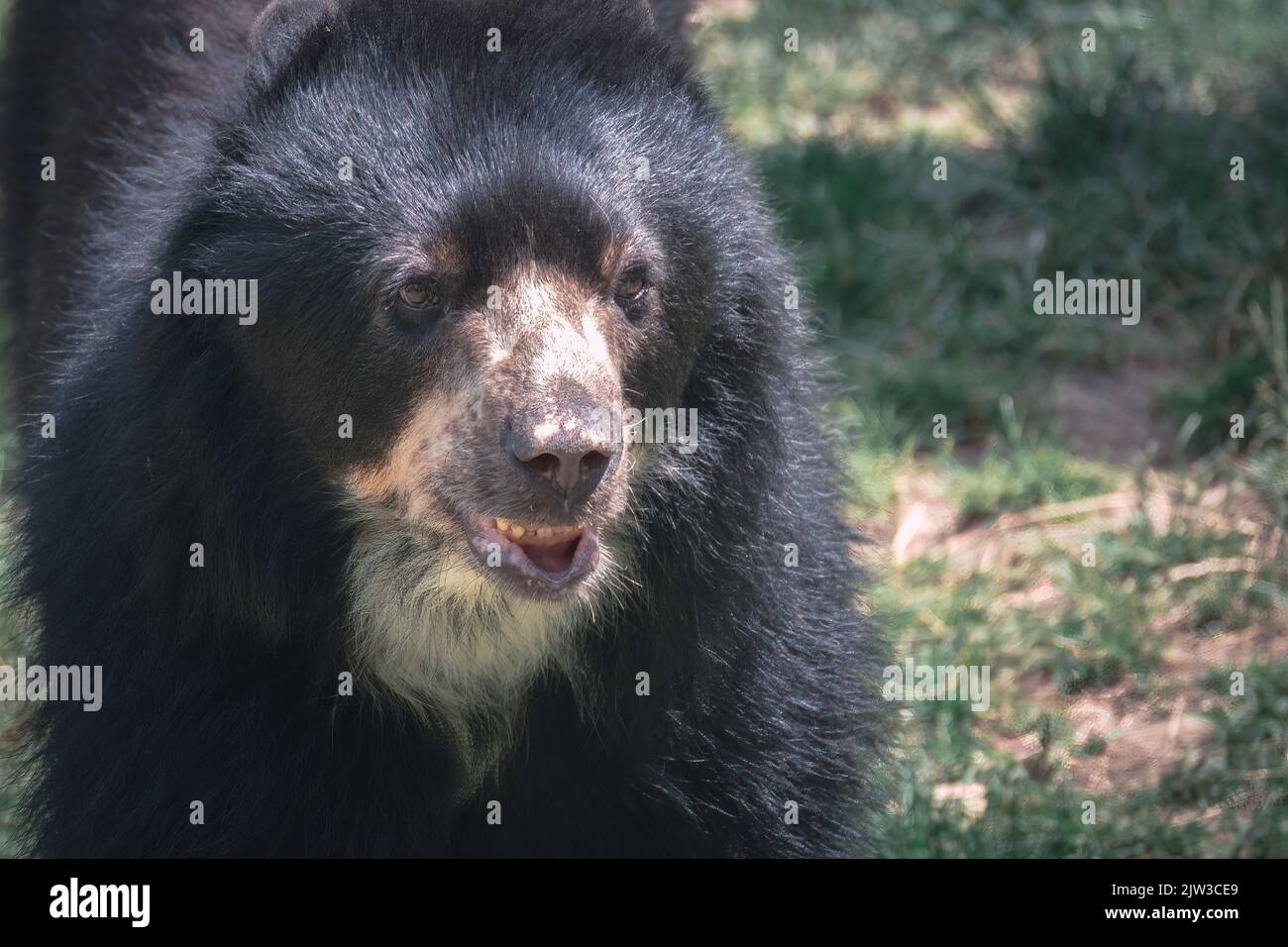 Andean bear wild hi-res stock photography and images - Alamy