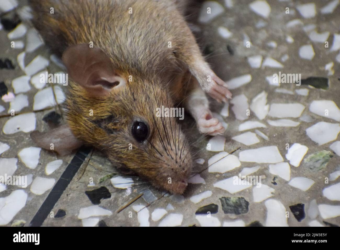 Dead rat is lying on floor Stock Photo - Alamy